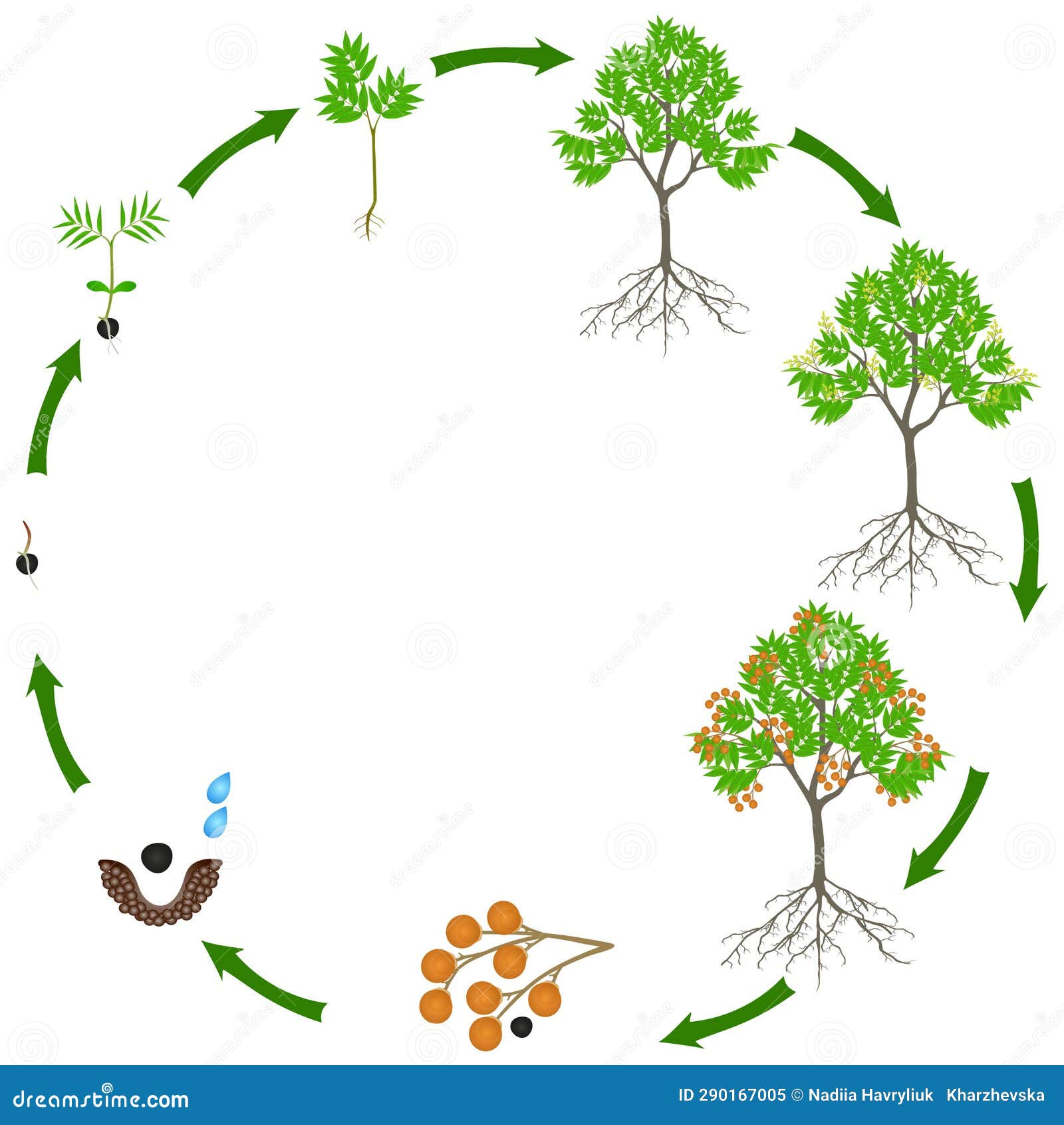 Sapindus Cartoons, Illustrations & Vector Stock Images - 40 Pictures to ...