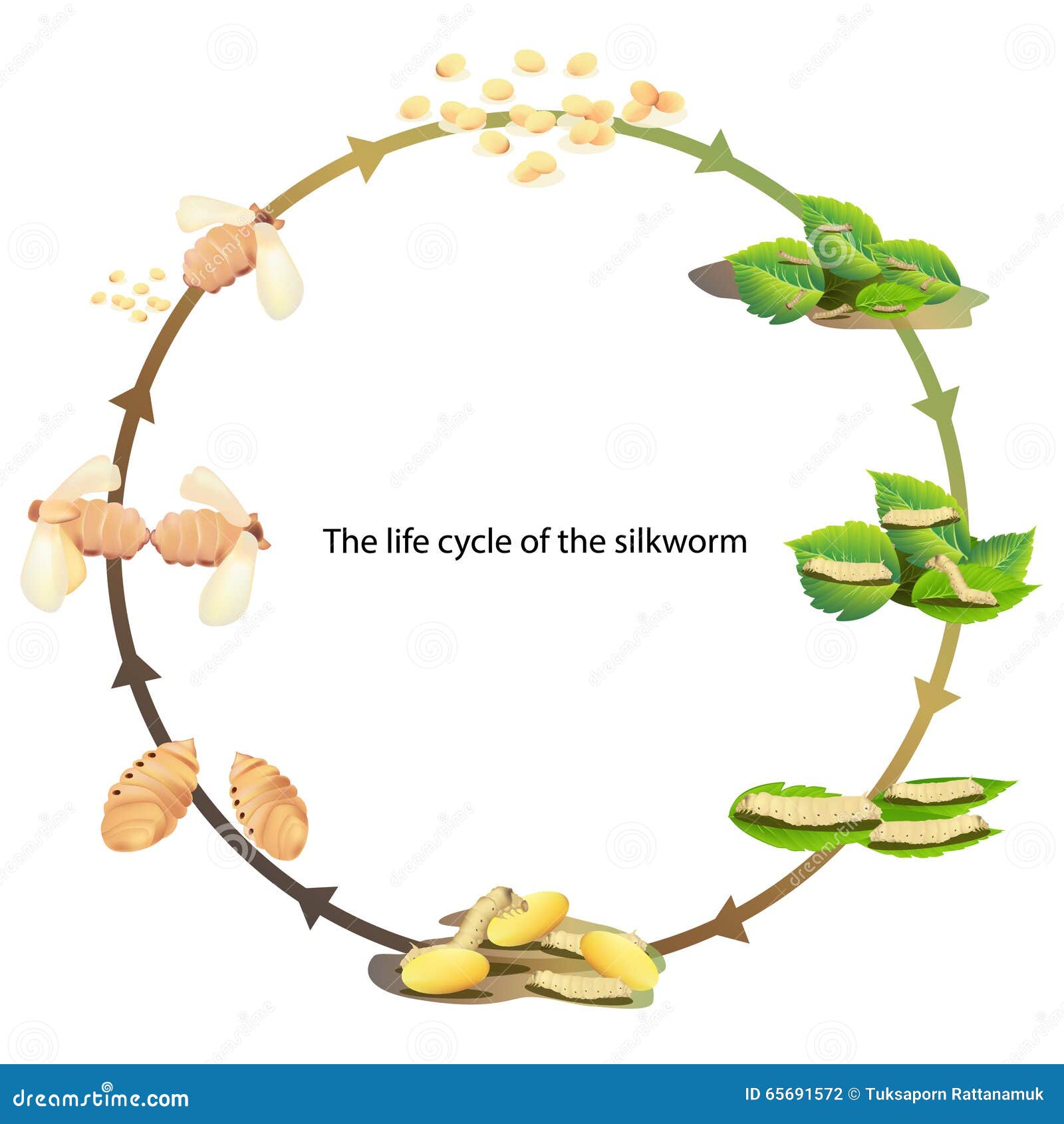 Life cycle silk worm stock vector. Illustration of metamorphosis - 65691572