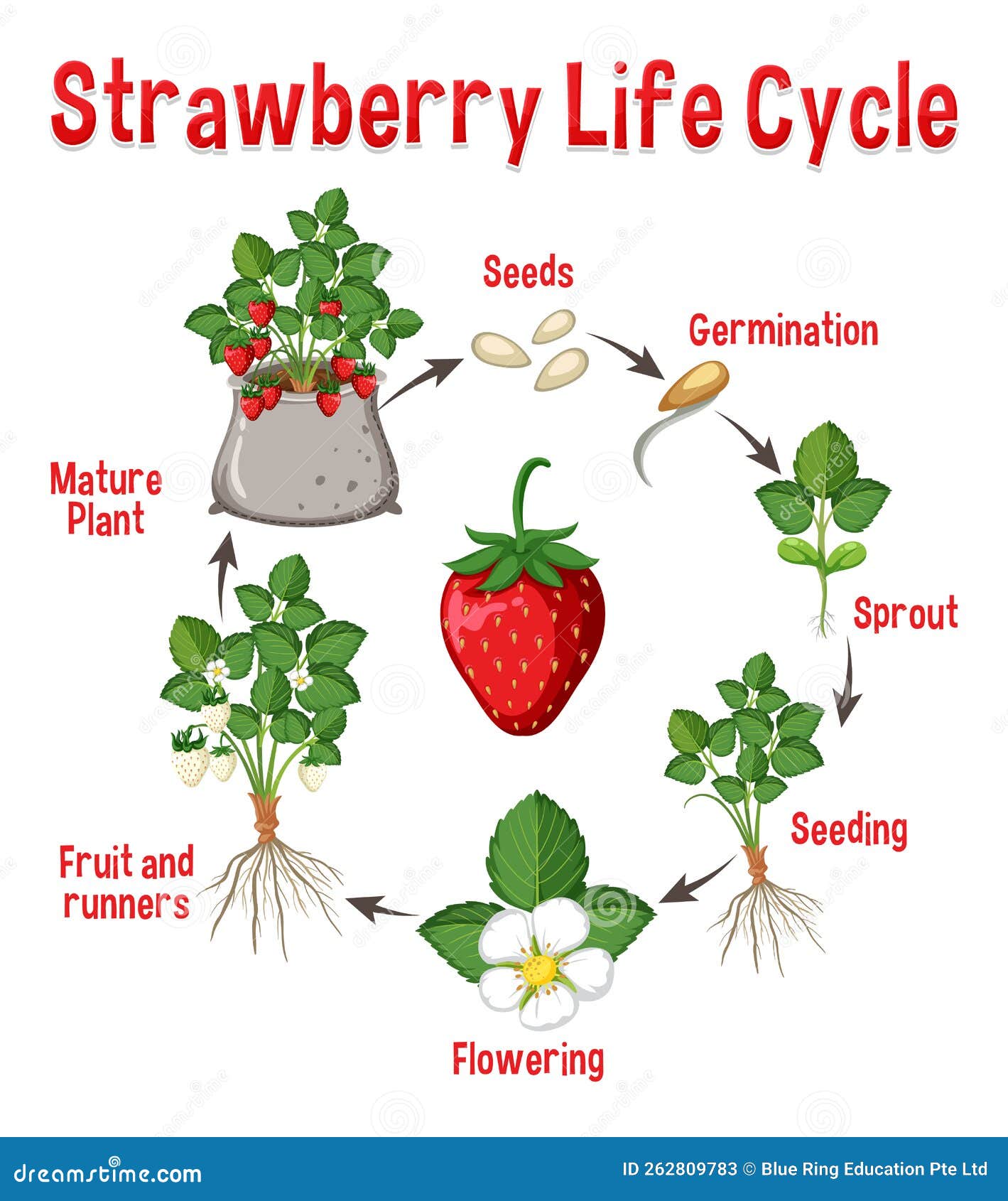 Life Cycle of Strawberry Diagram Stock Vector - Illustration of ...
