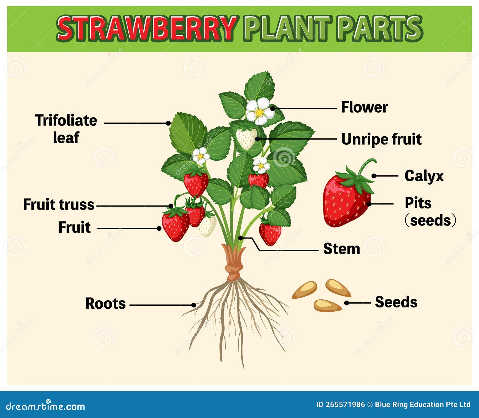 Life Cycle of Strawberry Diagram Stock Vector - Illustration of ...