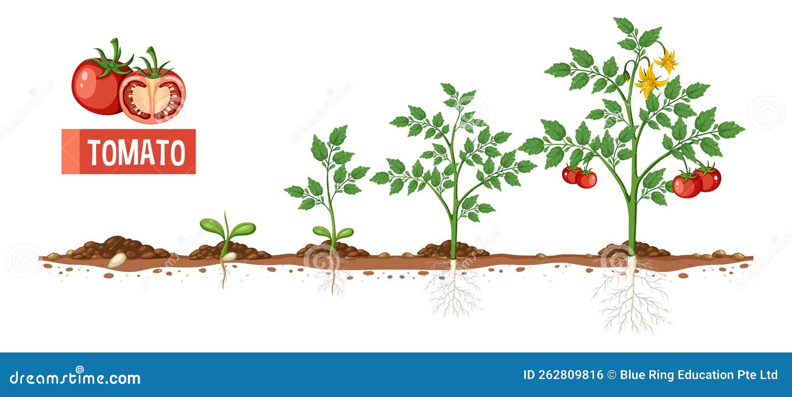 Life Cycle of a Tomato Plant Diagram Stock Vector - Illustration of ...
