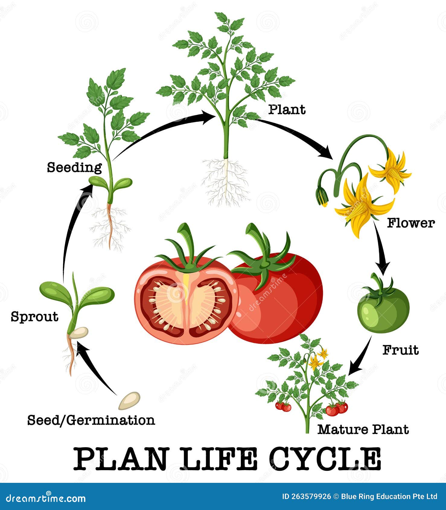 Life Cycle of a Tomato Plant Diagram Stock Vector - Illustration of ... Life Cycle of a Tomato Plant Diagram Stock Vector - Illustration of ...