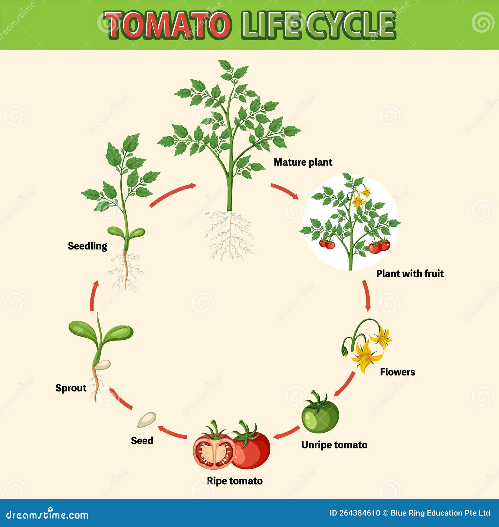 Life Cycle of a Tomato Plant Diagram Stock Vector - Illustration of ...
