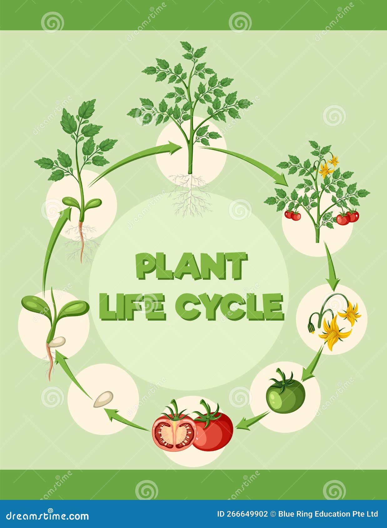 Life Cycle of a Tomato Plant Diagram Stock Vector - Illustration of ...