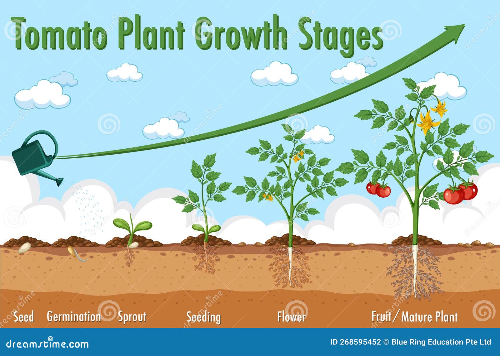 Life Cycle of Tomato Plant Diagram Stock Vector - Illustration of ride ... Life Cycle of Tomato Plant Diagram Stock Vector - Illustration of ride ...