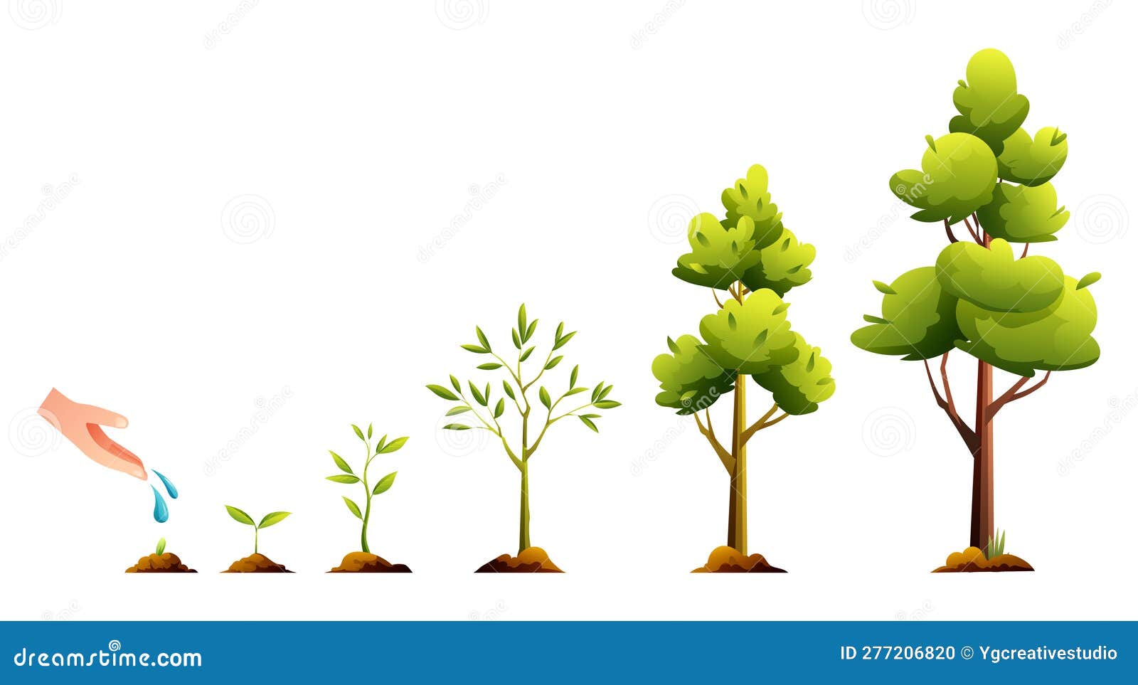 Life Cycle of Tree. Plant Growth and Development Stages Stock Vector ...