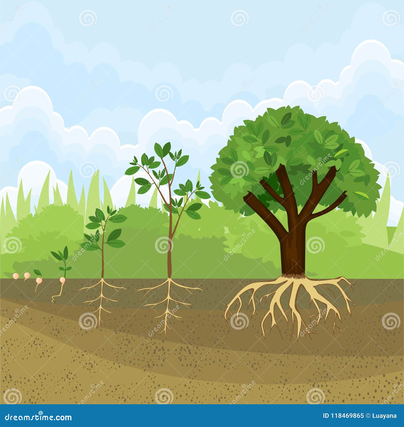 Life Cycle of a Tree: from Seed To Large Tree Stock Vector ...