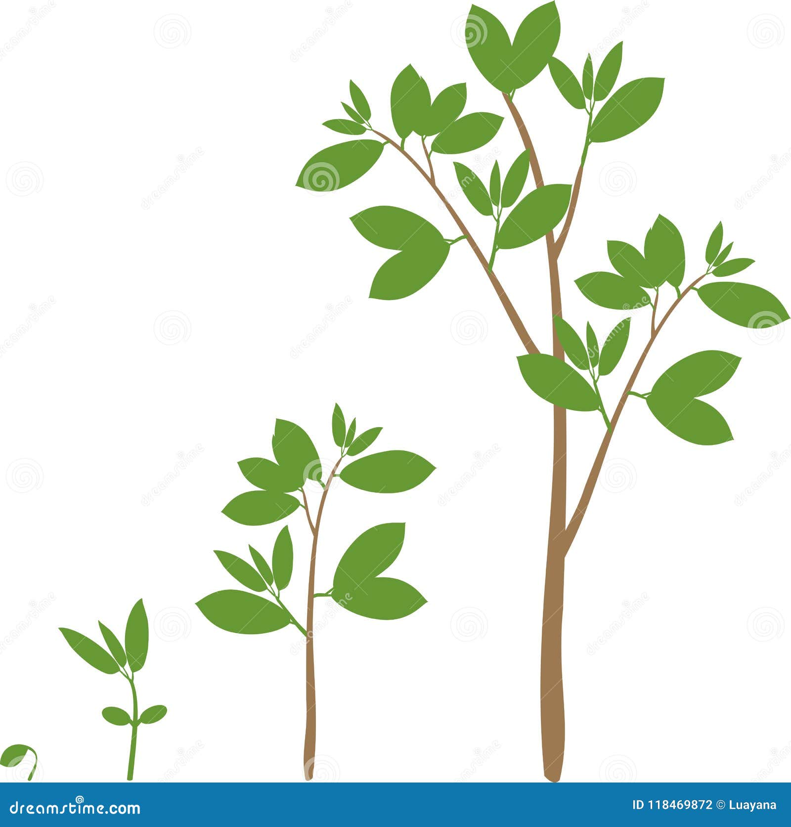 Life cycle of a tree stock vector. Illustration of spring - 118469872