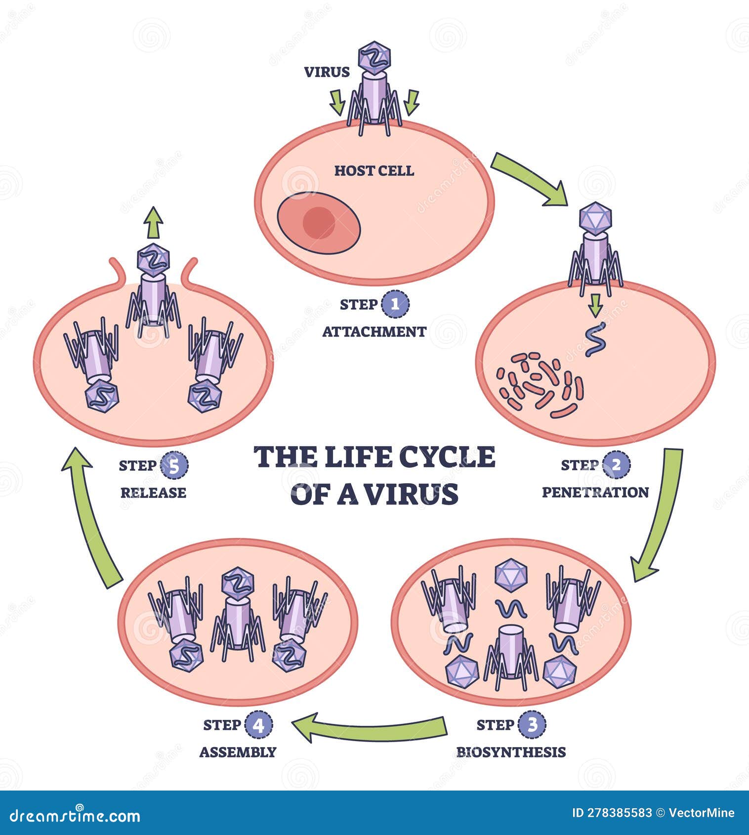 Life Cycle of Virus Infection with Development Process Stages Outline ...