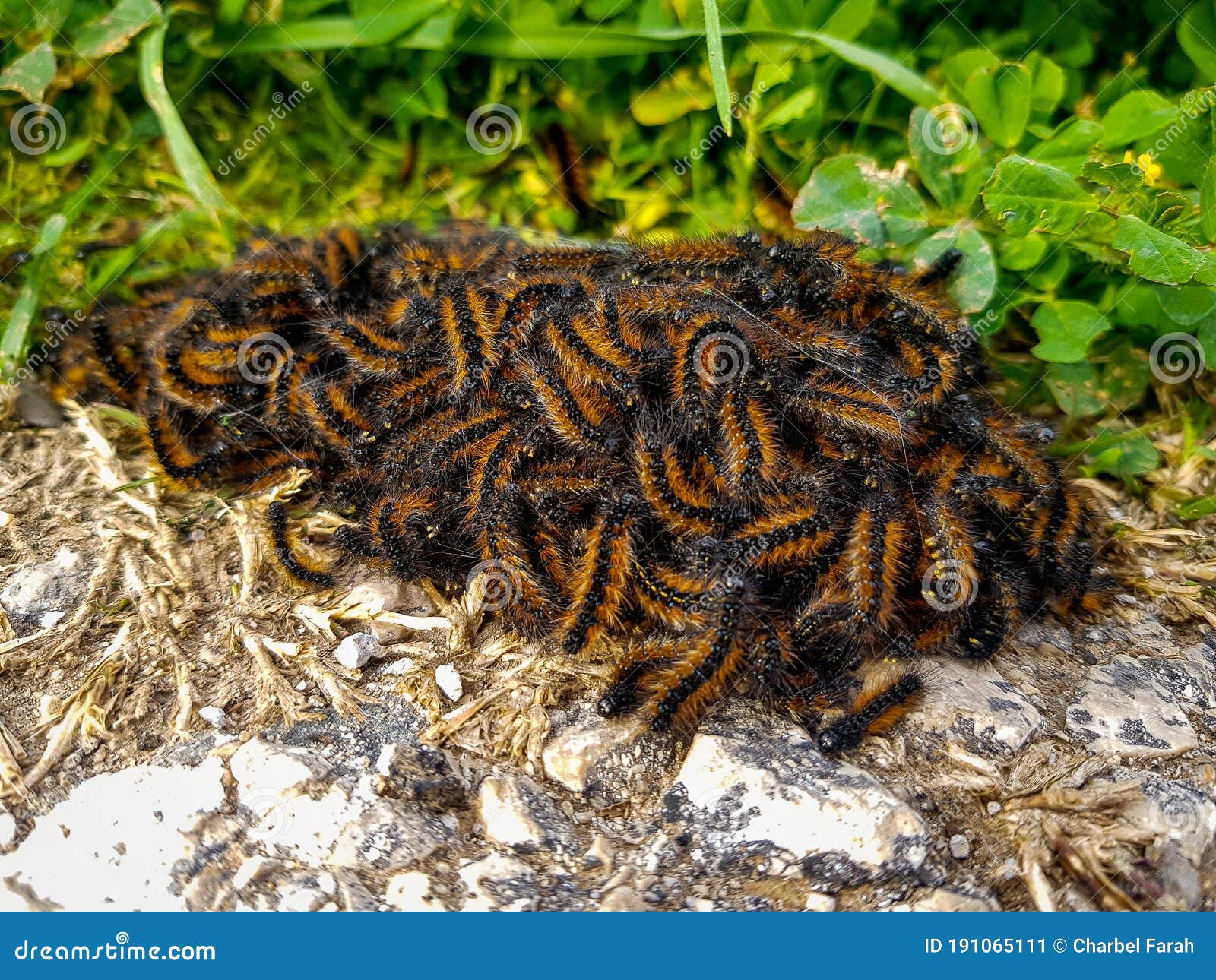 Life cycle stock image. Image of wildlife, flower, pest - 191065111