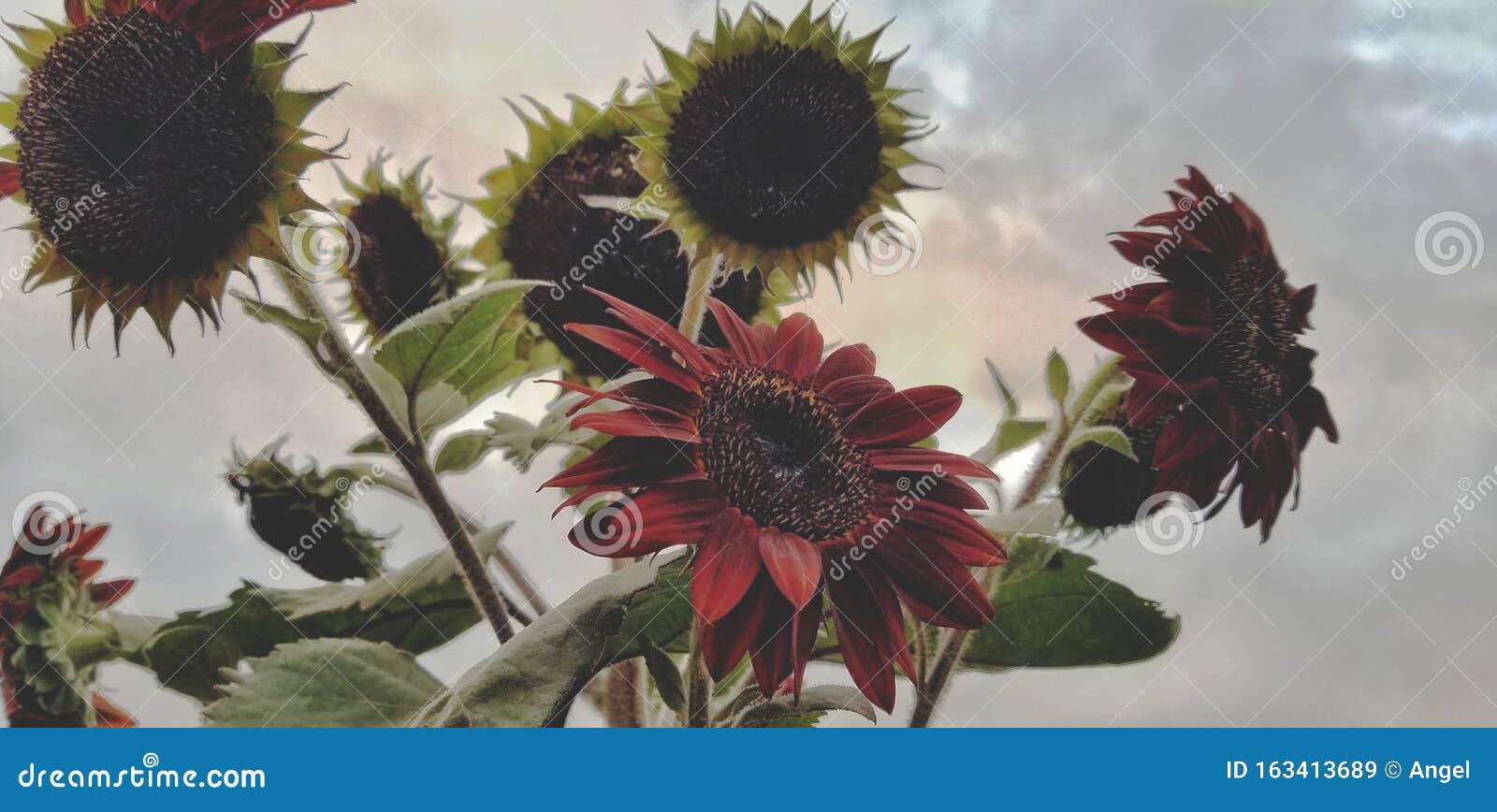 Life and decay stock image. Image of nature, sunflower - 163413689