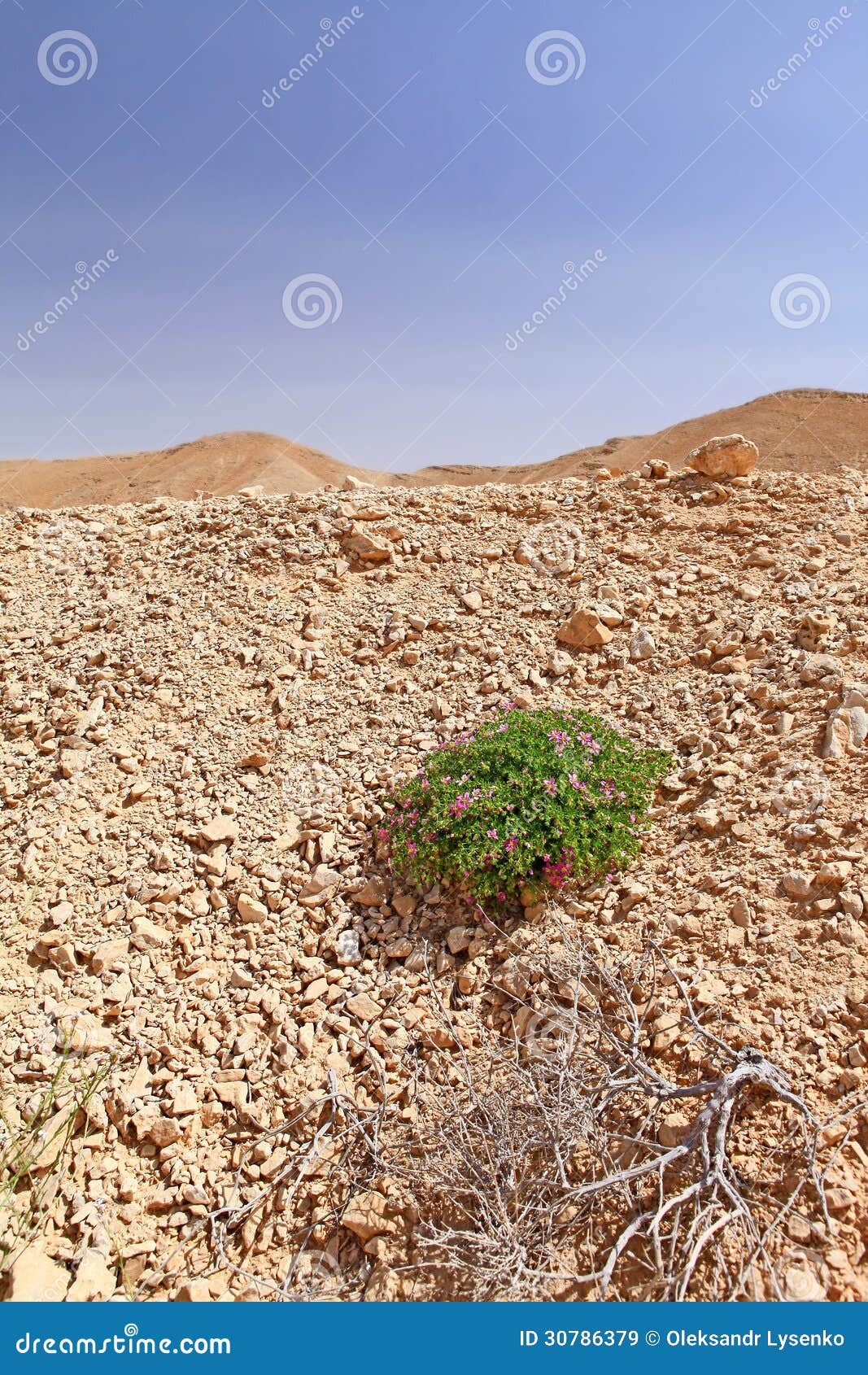 Life in the desert stock image. Image of blue, park, light - 30786379