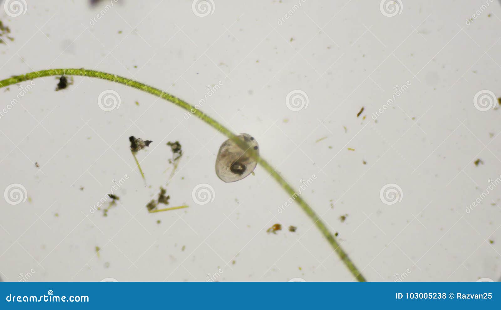 Life in a Drop of Water Under the Microscope in 4k Stock Footage ...