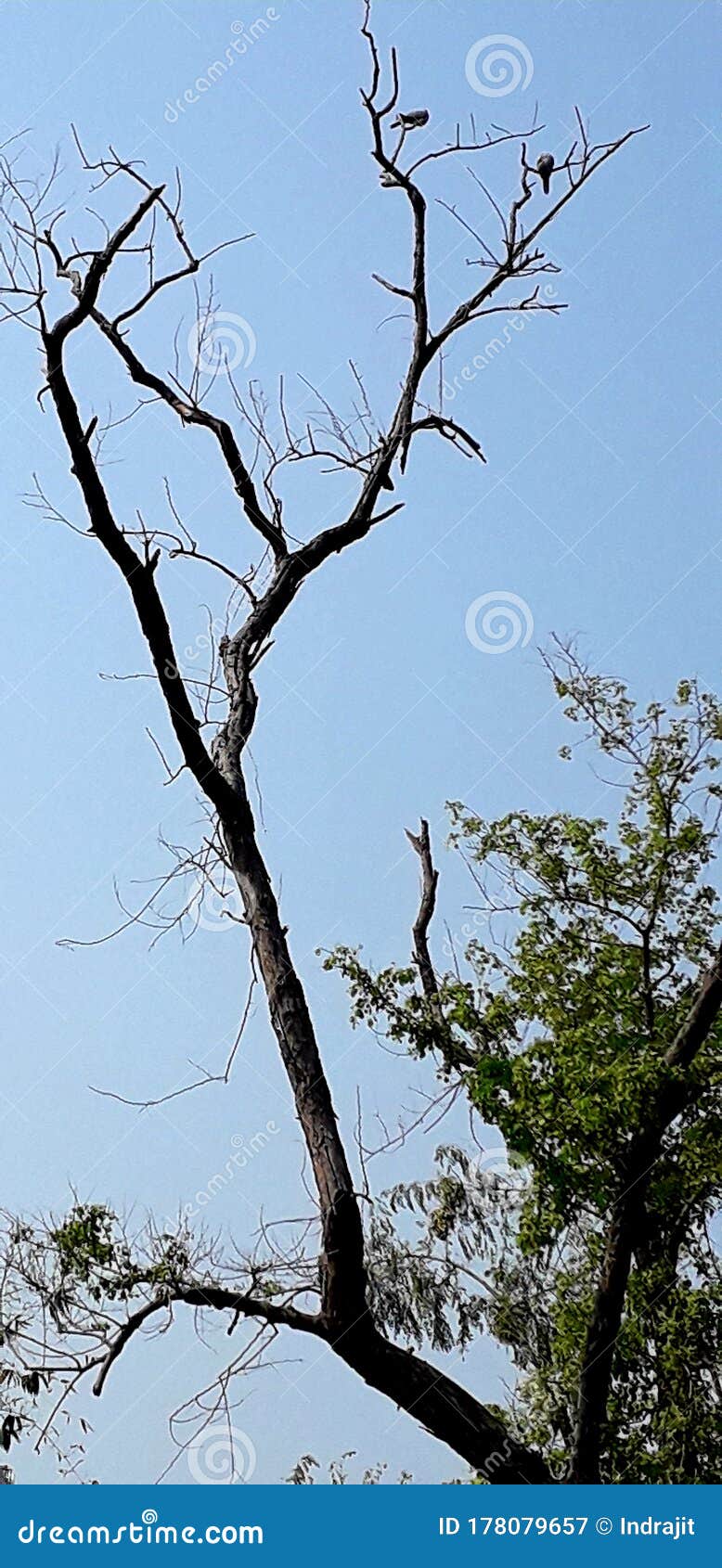 Dry branch of the tree stock image. Image of birds, outdoor - 178079657