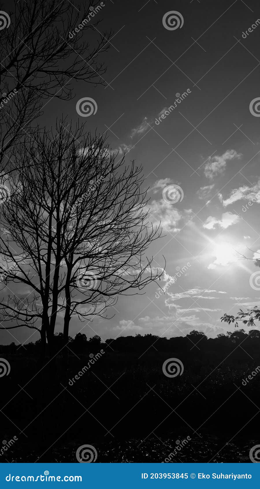 Life Earth Black and White Sun View Stock Image - Image of earth, long ...