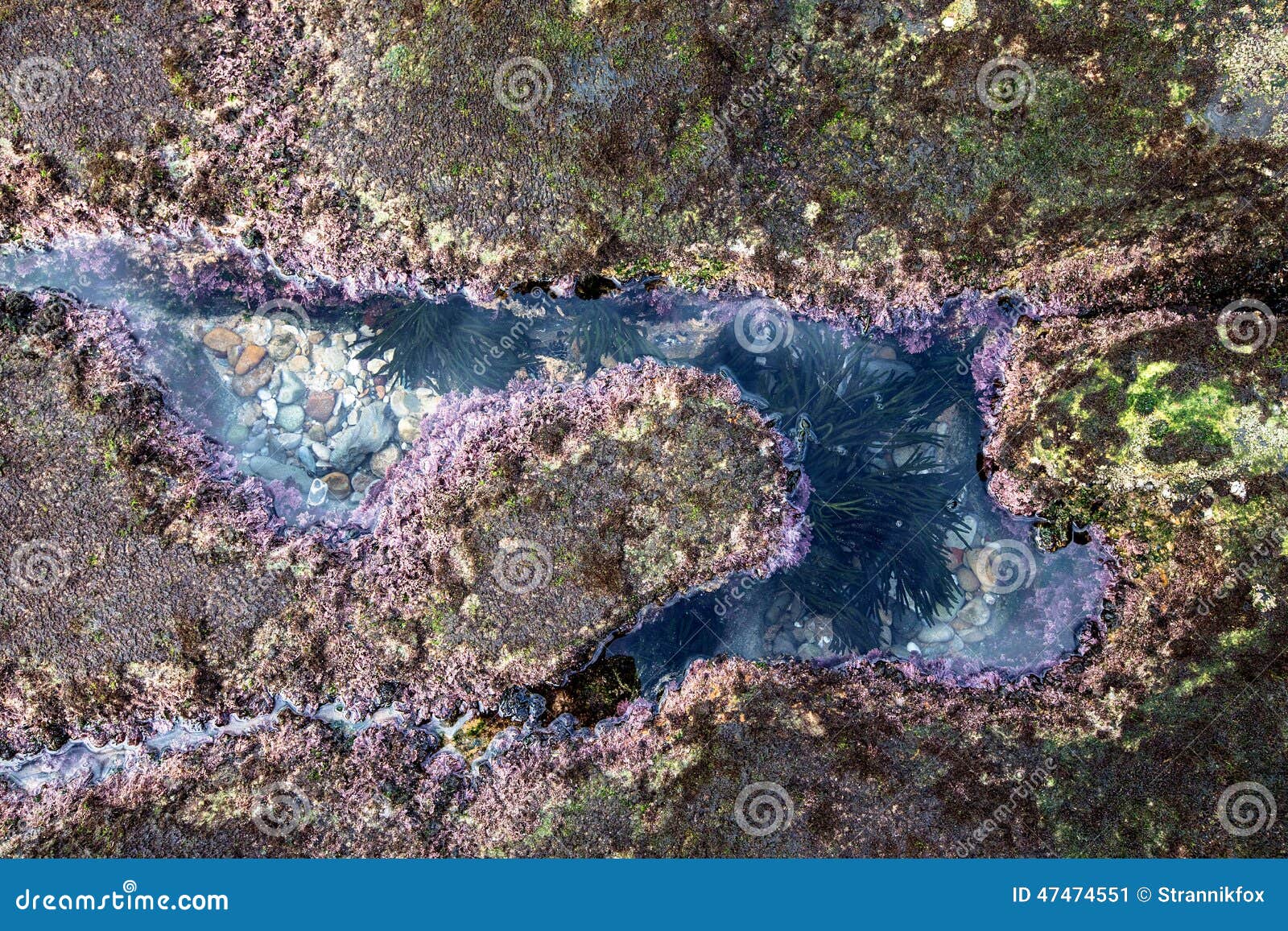 Life in the Ecosystem in a Puddle after the Tide of the Ocean Stock ...