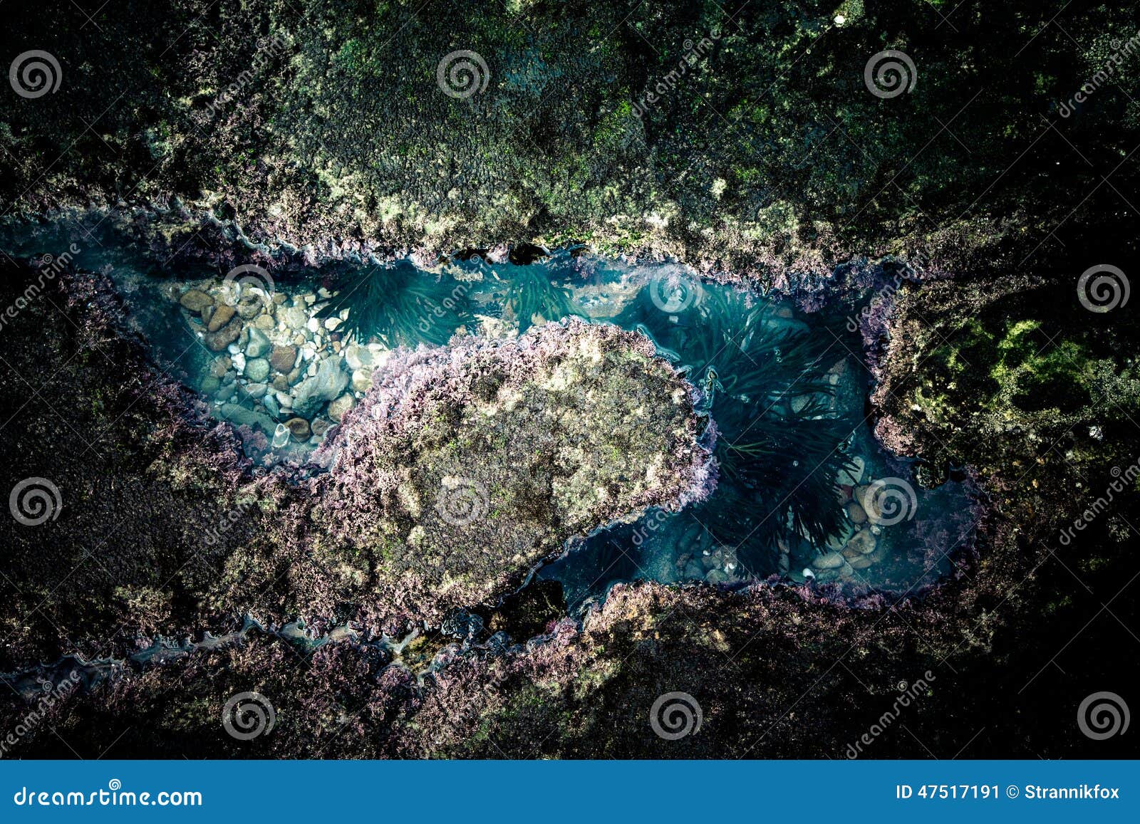Life in the Ecosystem in a Puddle after the Tide of the Ocean Stock ...