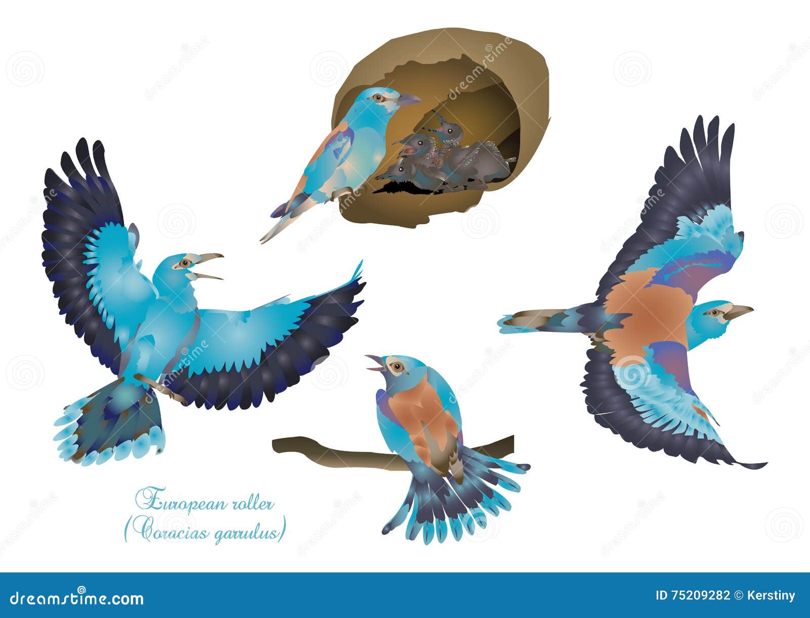 European Roller Bird Cartoon Flat Style Character Of Ornithology ...