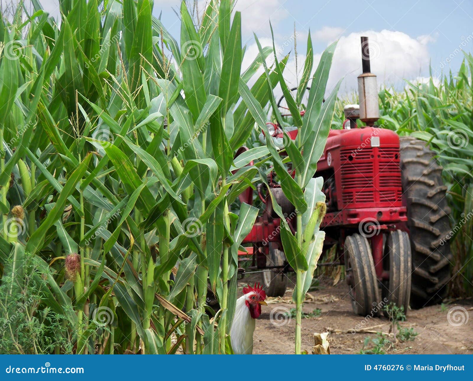 Life on the Farm stock photo. Image of reap, leaf, fuel - 4760276