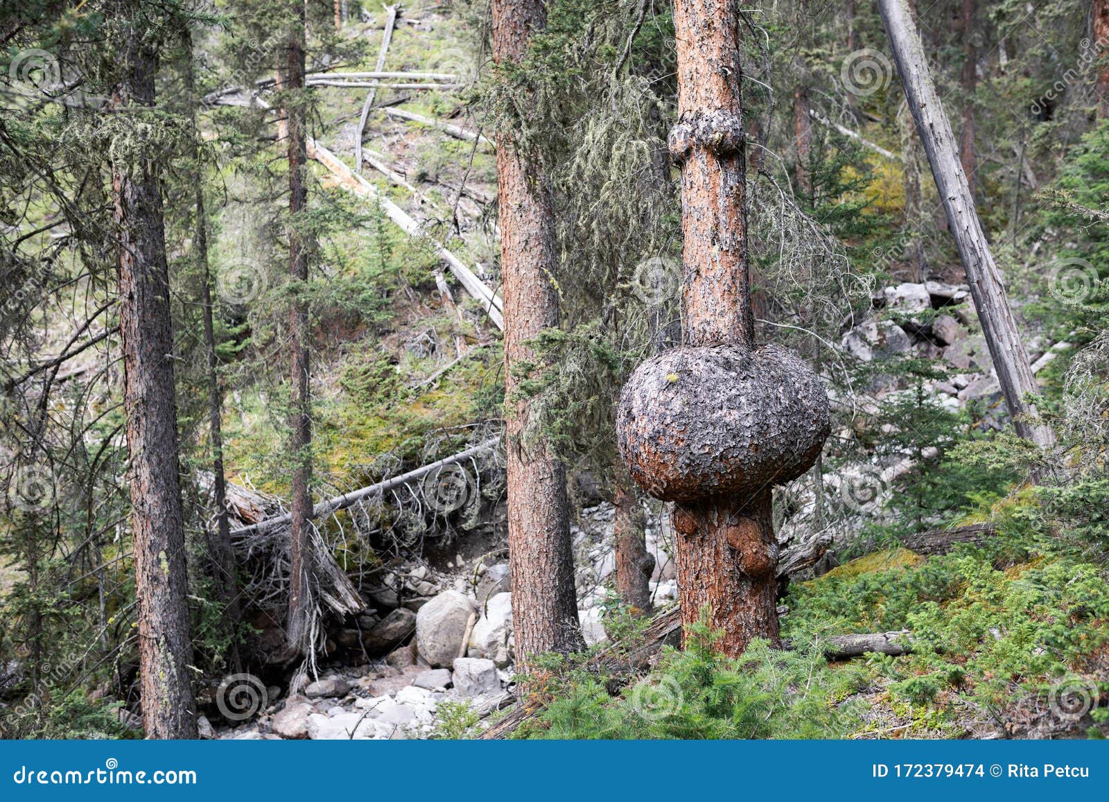 Tree Trunk with cancer stock photo. Image of outdoors - 172379474