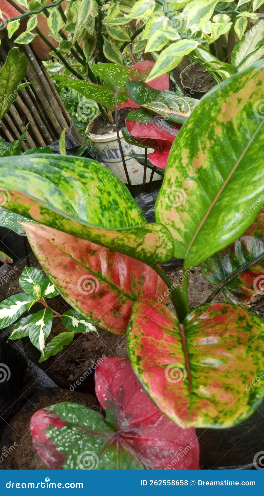 Life is Full of Color when we are Diligent in the Plantation Stock ...