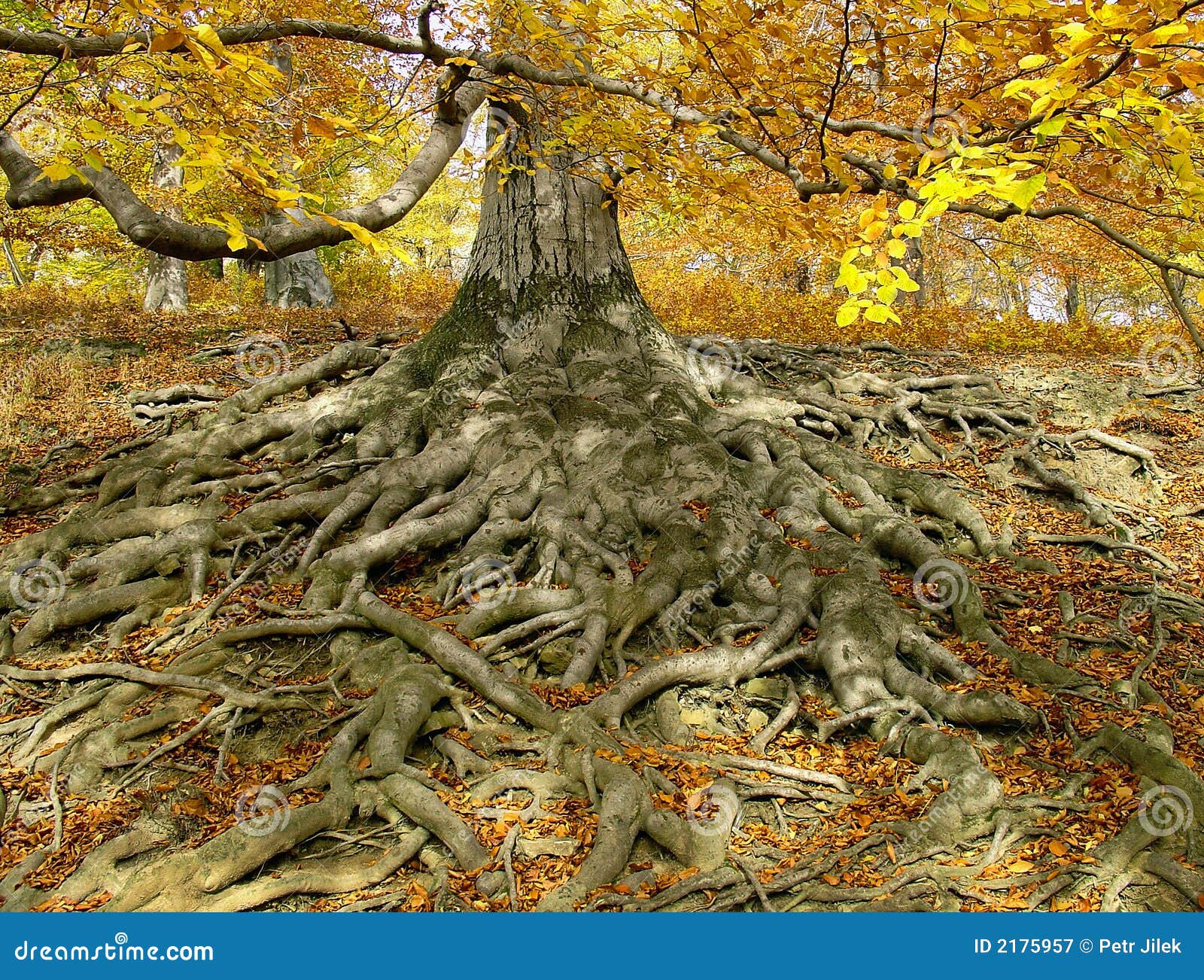 Life-giving roots stock image. Image of roots, background - 2175957