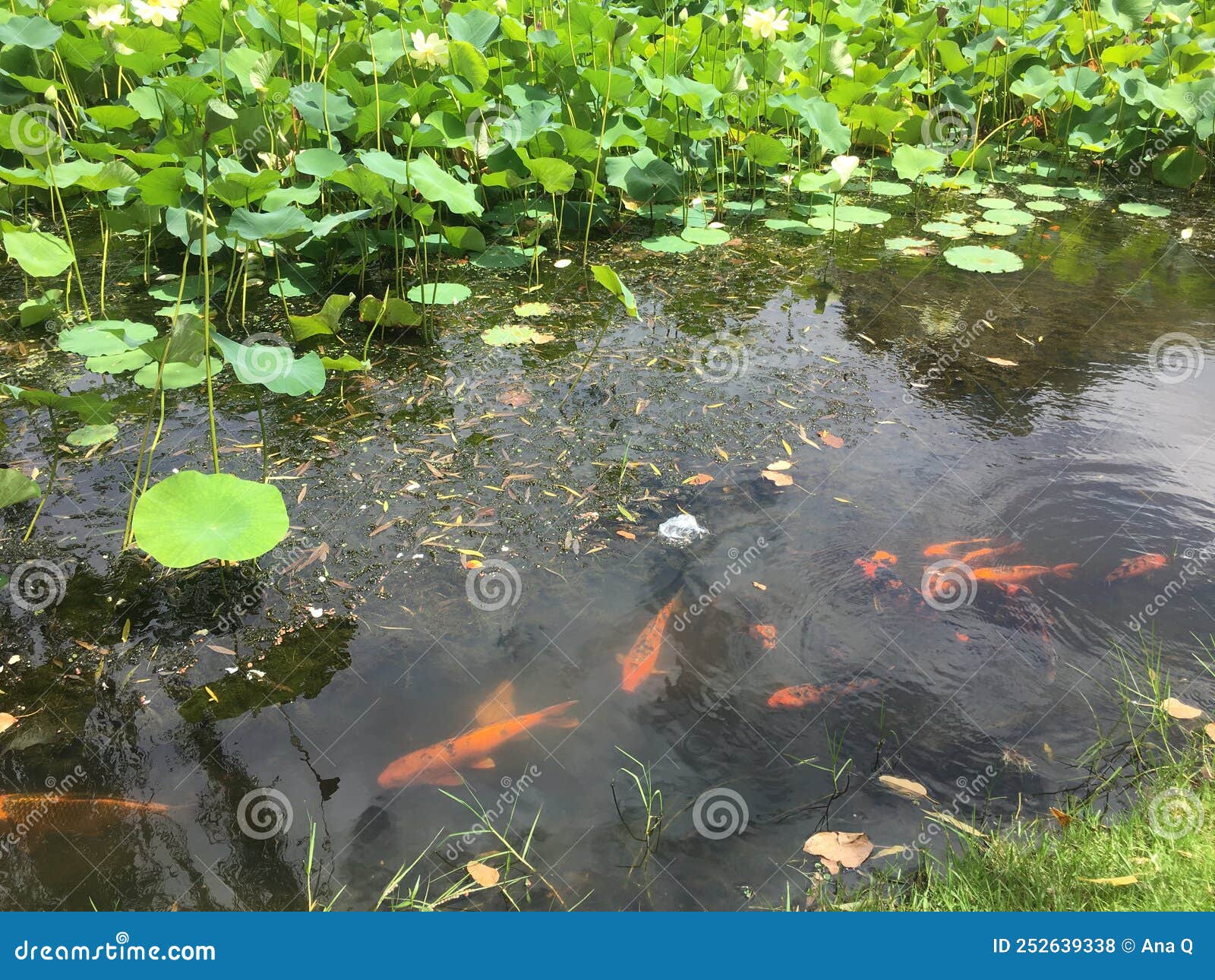 Life for Gold Fish stock photo. Image of lotus, lake - 252639338
