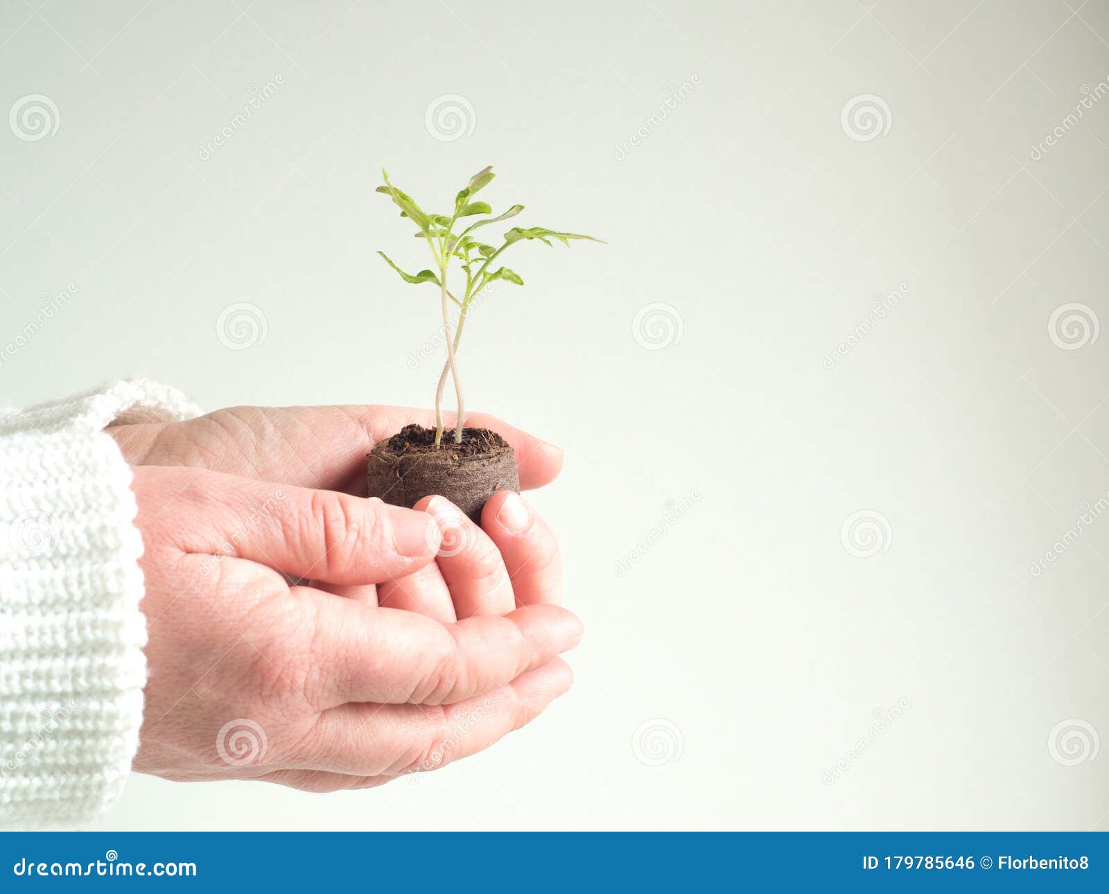 Life Hands that Take a Plant that is Growing Stock Photo - Image of ...