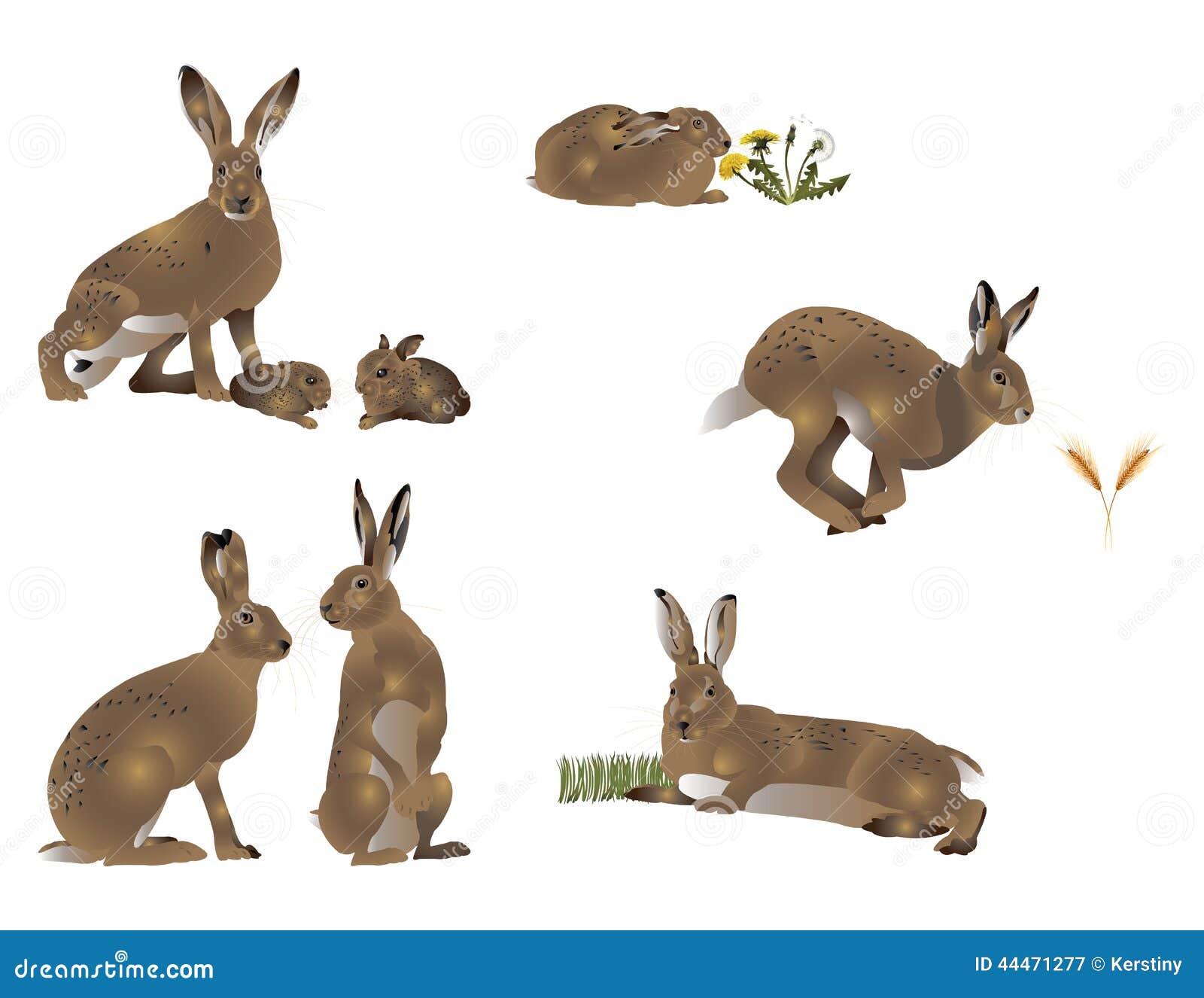 Life of hare stock illustration. Illustration of zoology - 44471277