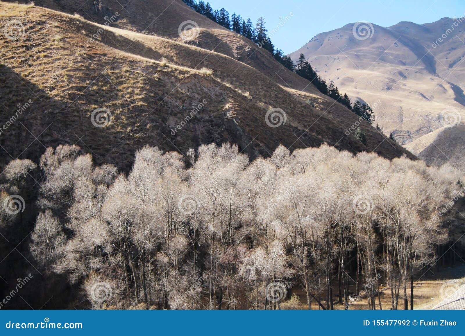 Neutral in the world stock photo. Image of gurdensforest - 155477992