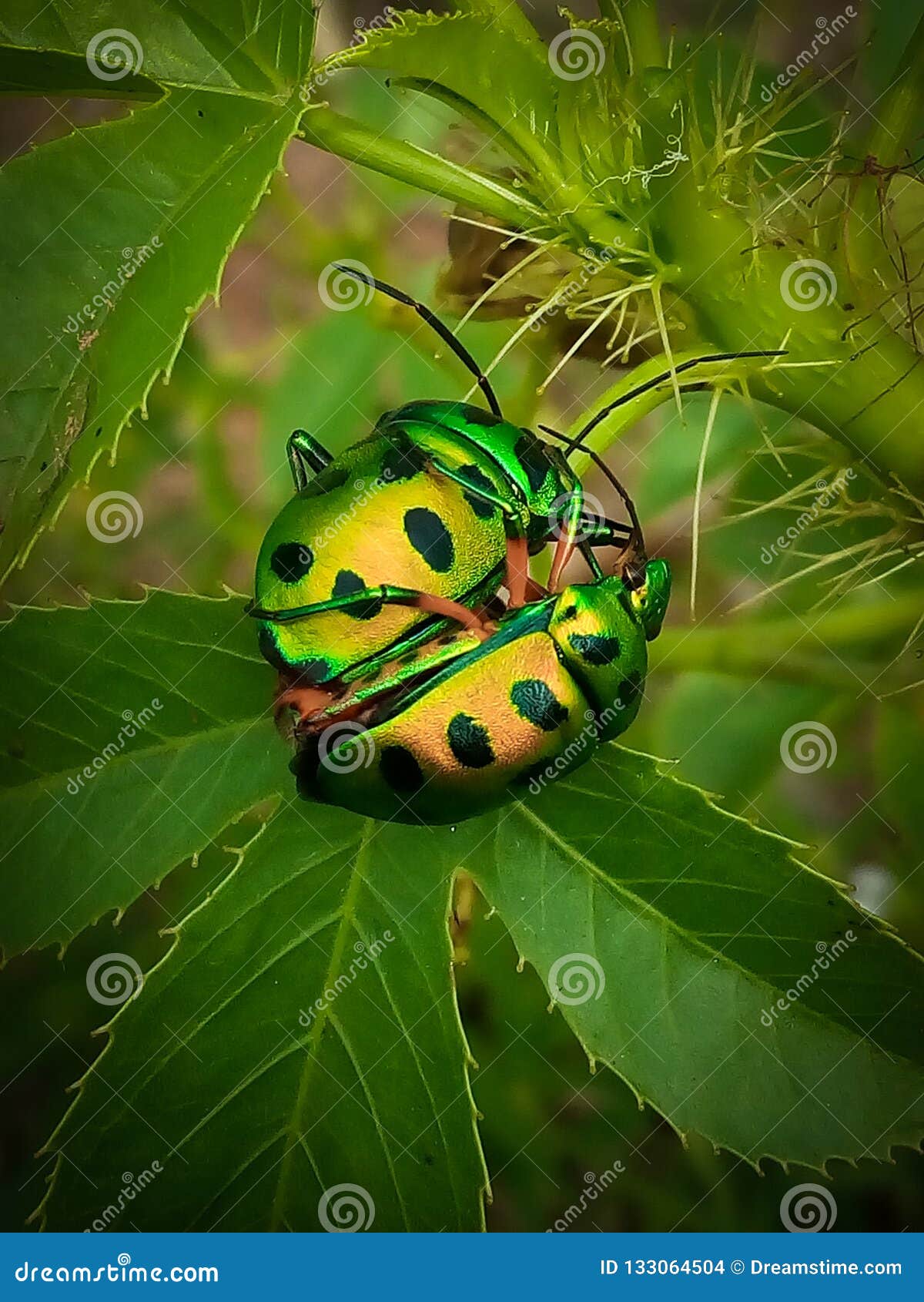 Life of insect stock photo. Image of life, style, nature - 133064504
