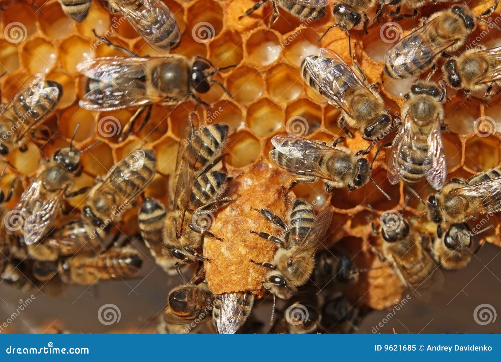 Life of Insects. Reproduction of Bees. Stock Image - Image of milk ...