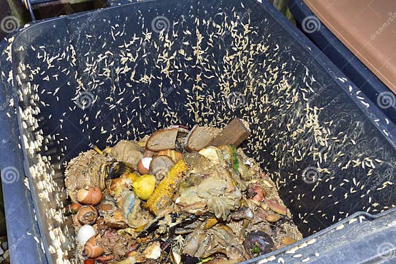 Maggots in a compost bin stock image. Image of environment - 104989389
