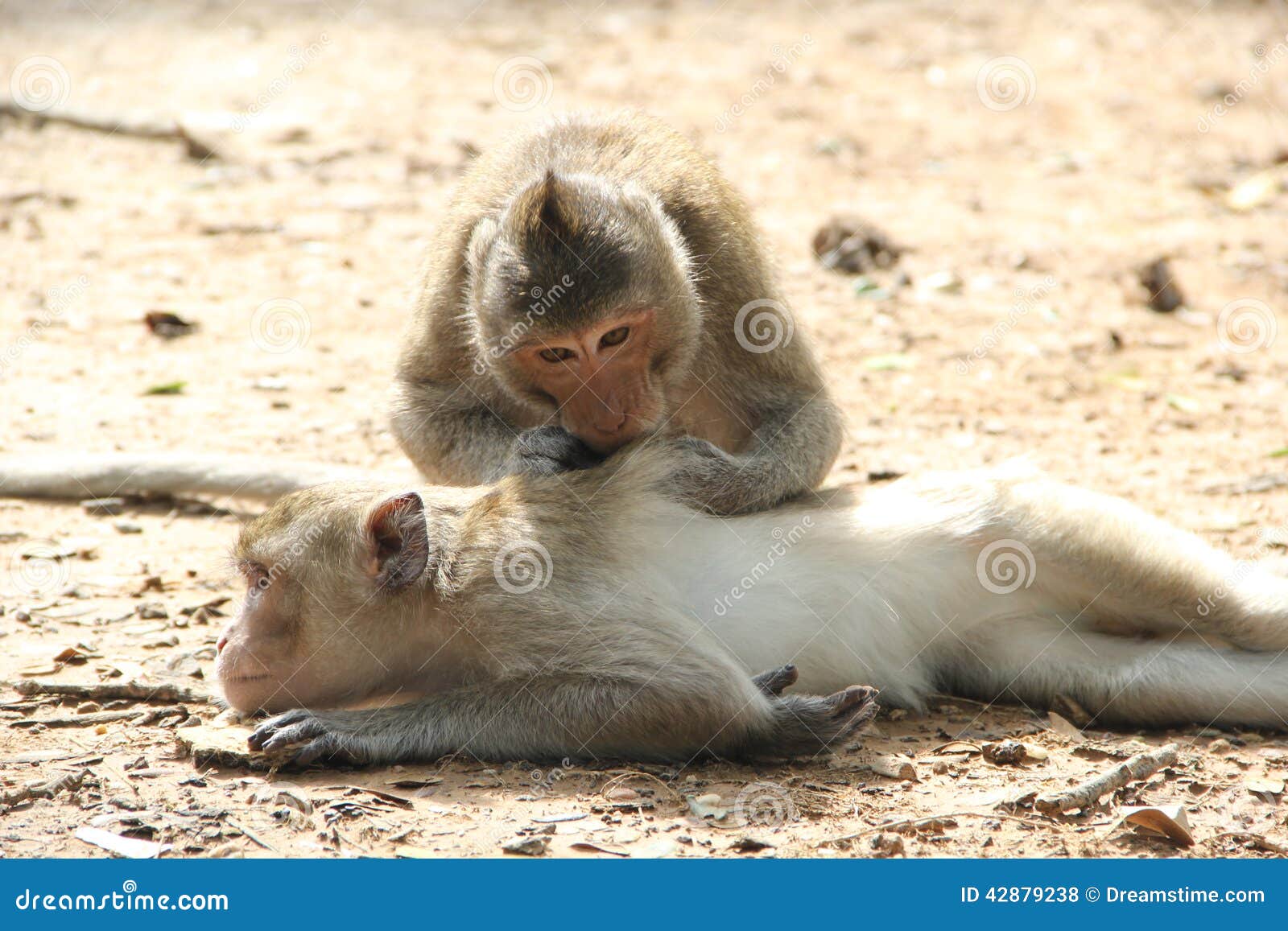 The life of monkey stock photo. Image of mother, nature - 42879238