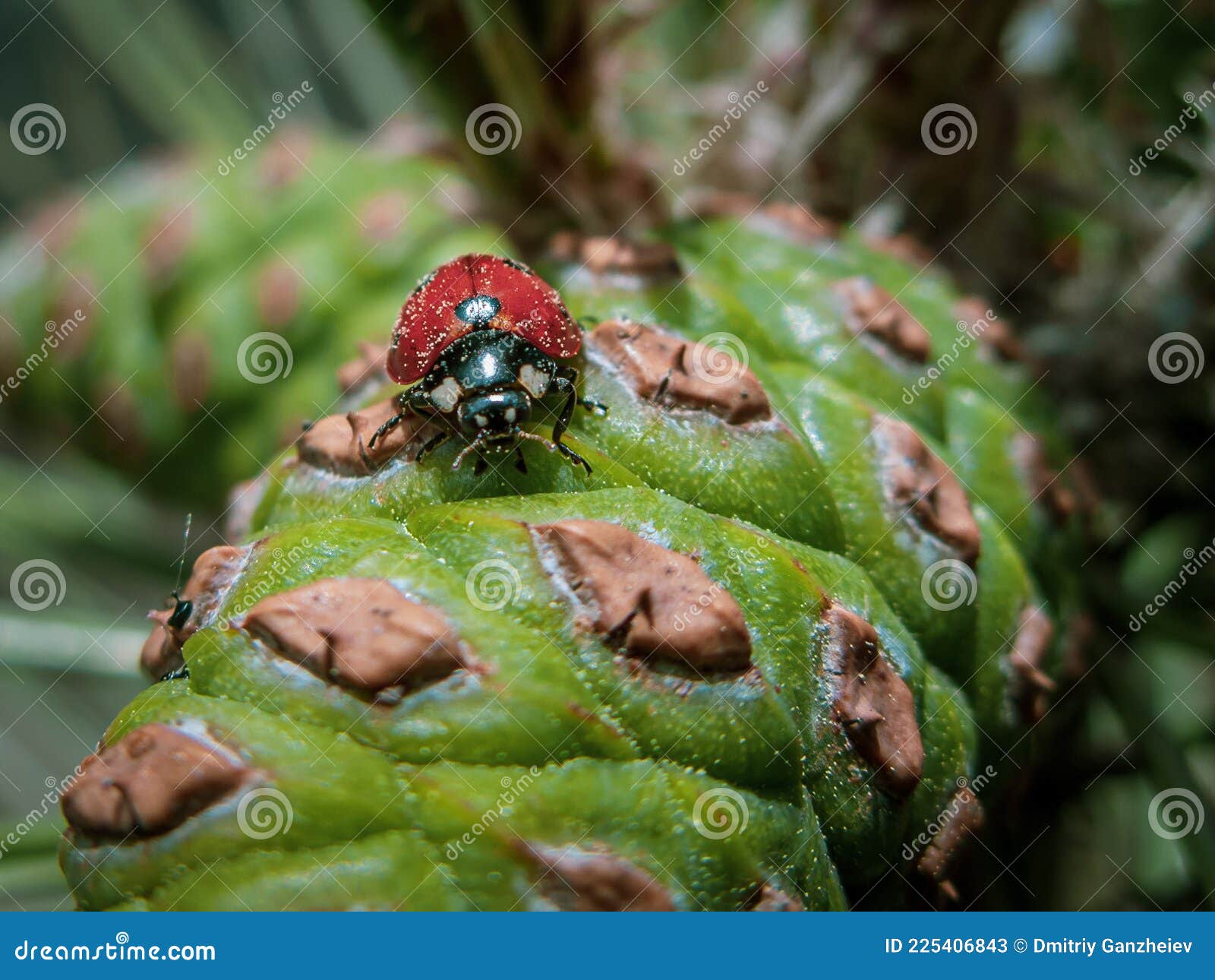 The life of a ladybug stock image. Image of nature, small - 225406843