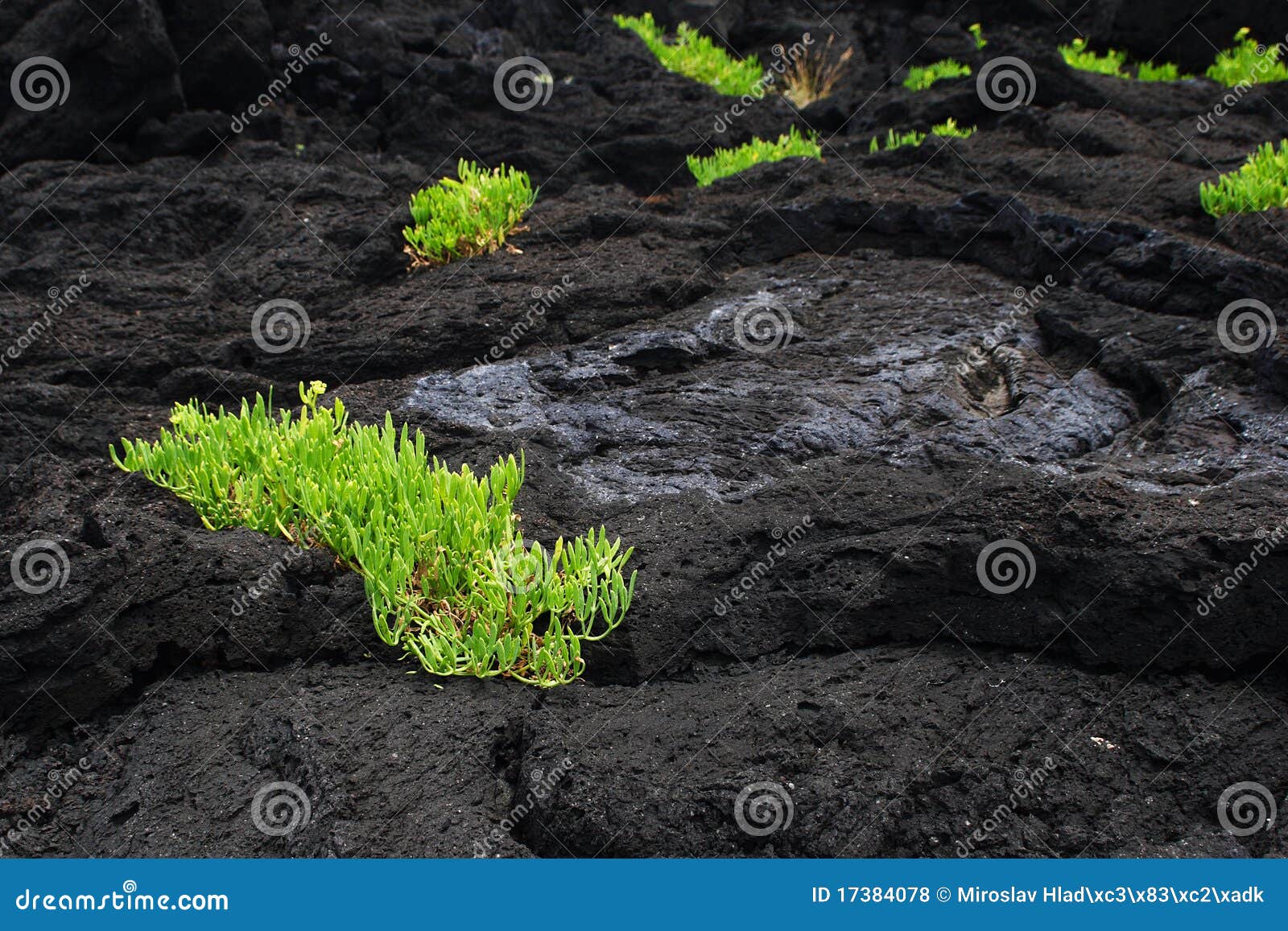 Life on lava stock photo. Image of field, black, environmental - 17384078