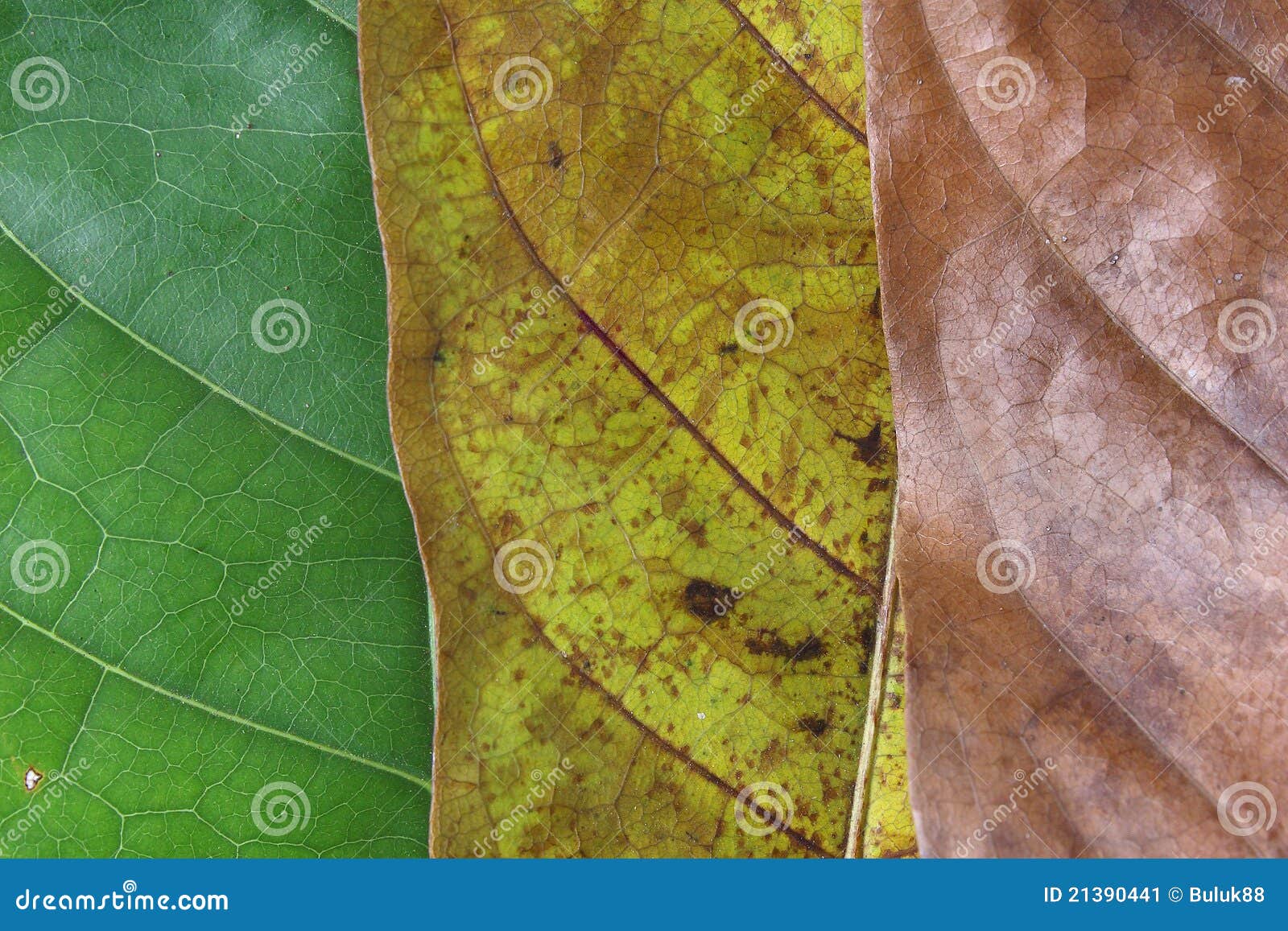 Life leaf stock image. Image of yellow, brown, empty - 21390441