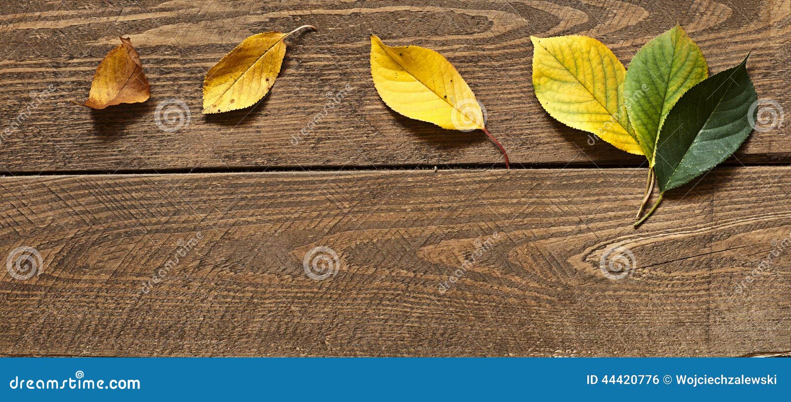 Life of leaf stock photo. Image of life, october, season - 44420776