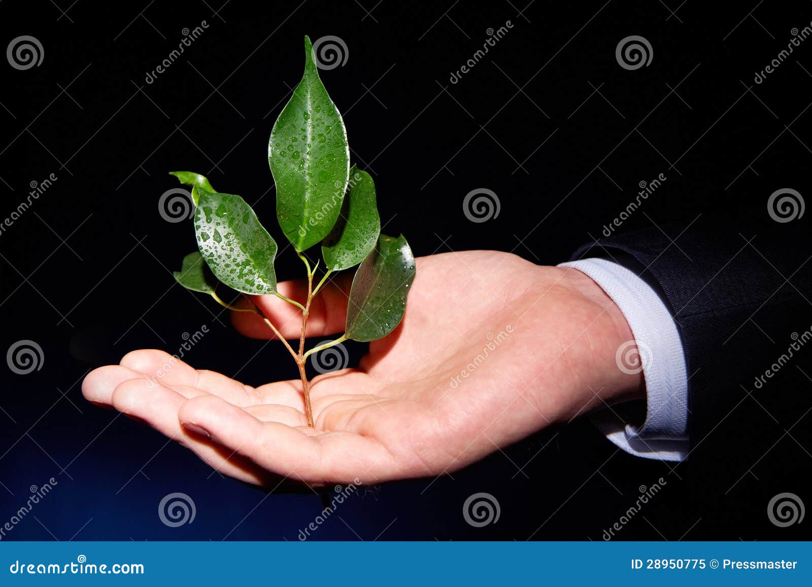 Life from life stock image. Image of closeup, cultivated - 28950775