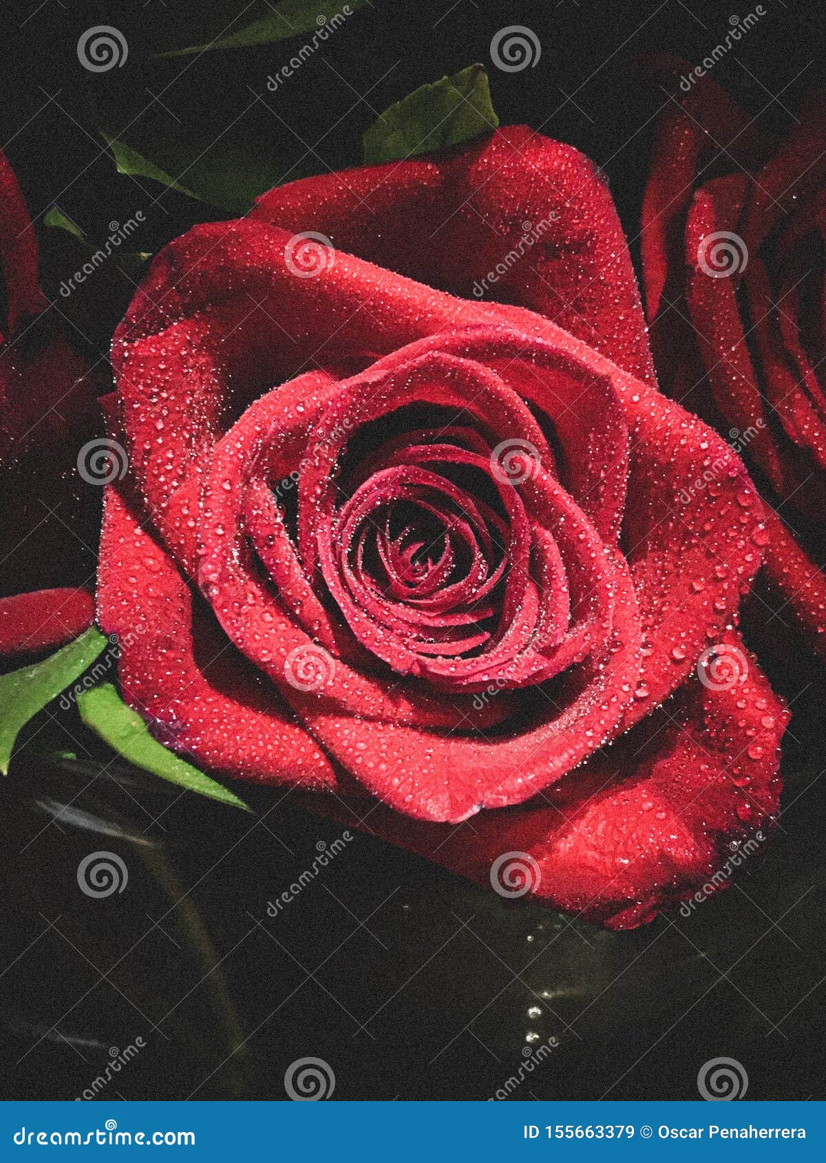 Life like rose stock image. Image of rose, like, life - 155663379