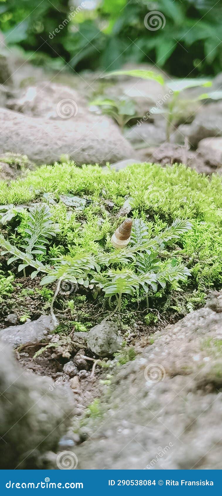 Life in Nature in All Its Beauty Stock Photo - Image of life, beauty ...