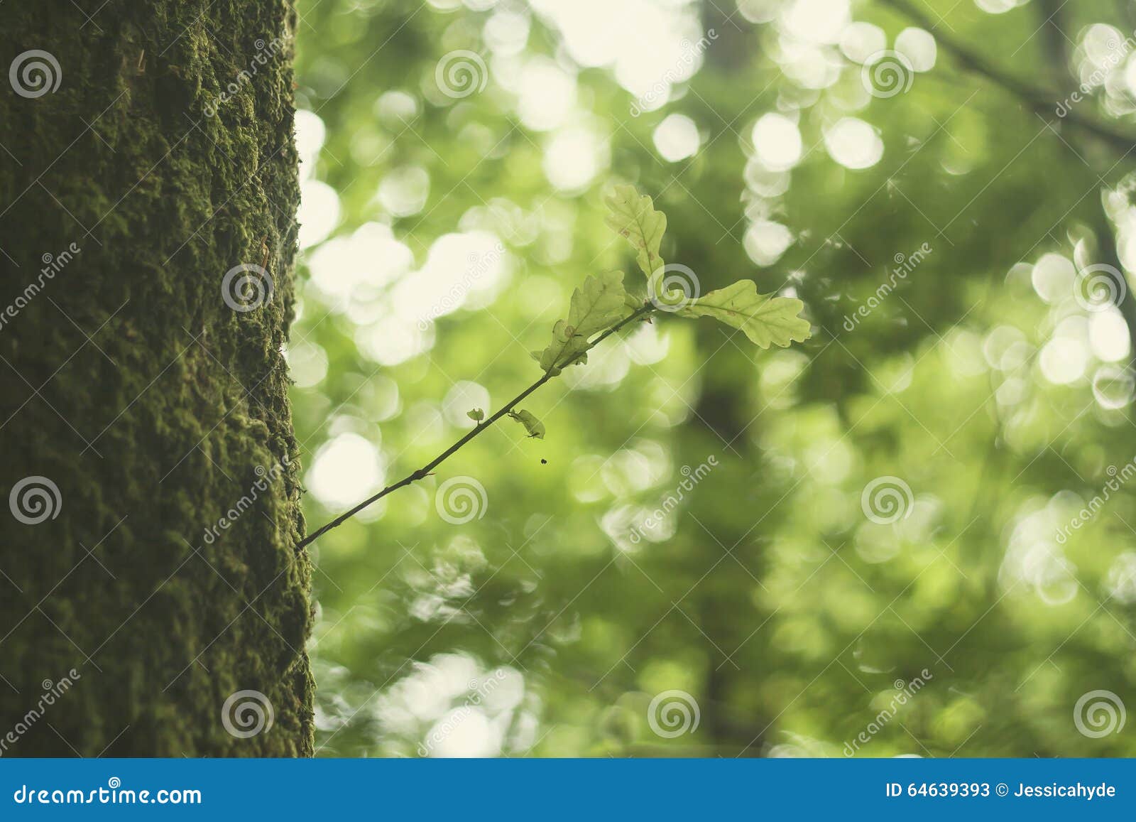 Life stock image. Image of lights, branche, trunk, organic - 64639393