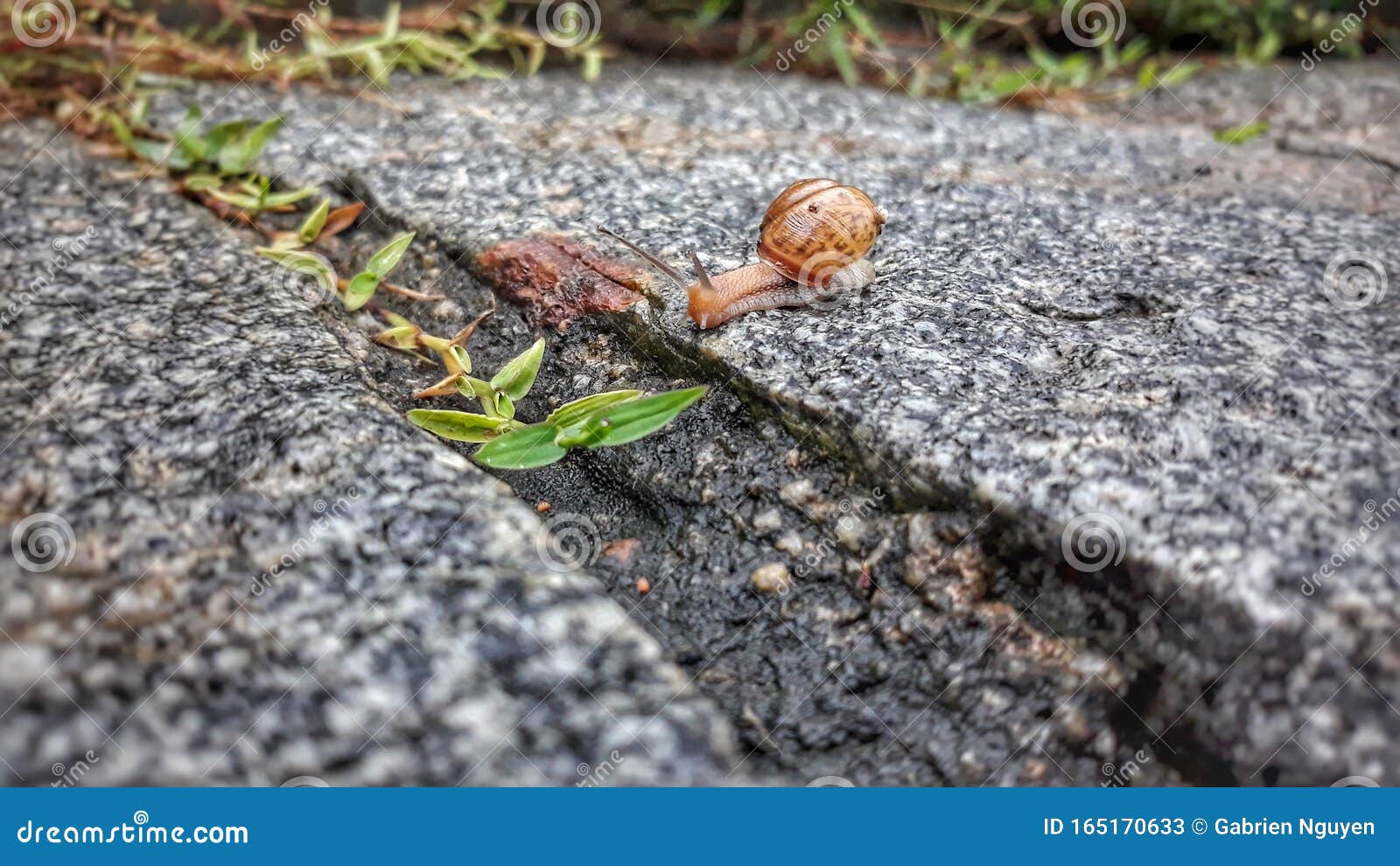 Life is not too short stock image. Image of snail, life - 165170633