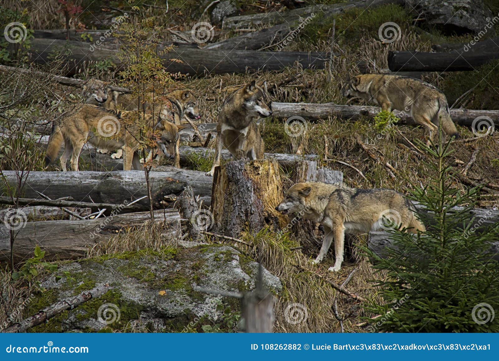 Life in the Pack of Wolves. Stock Photo - Image of grey, branches ...