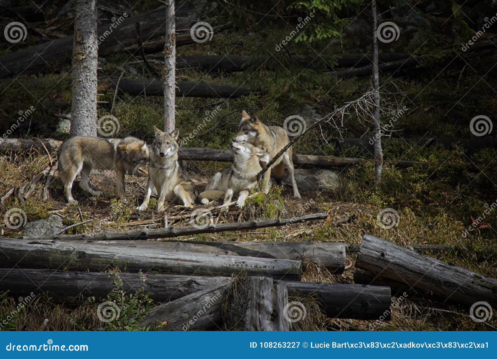 Life in the Pack of Wolves. Stock Image - Image of closeup, food: 108263227
