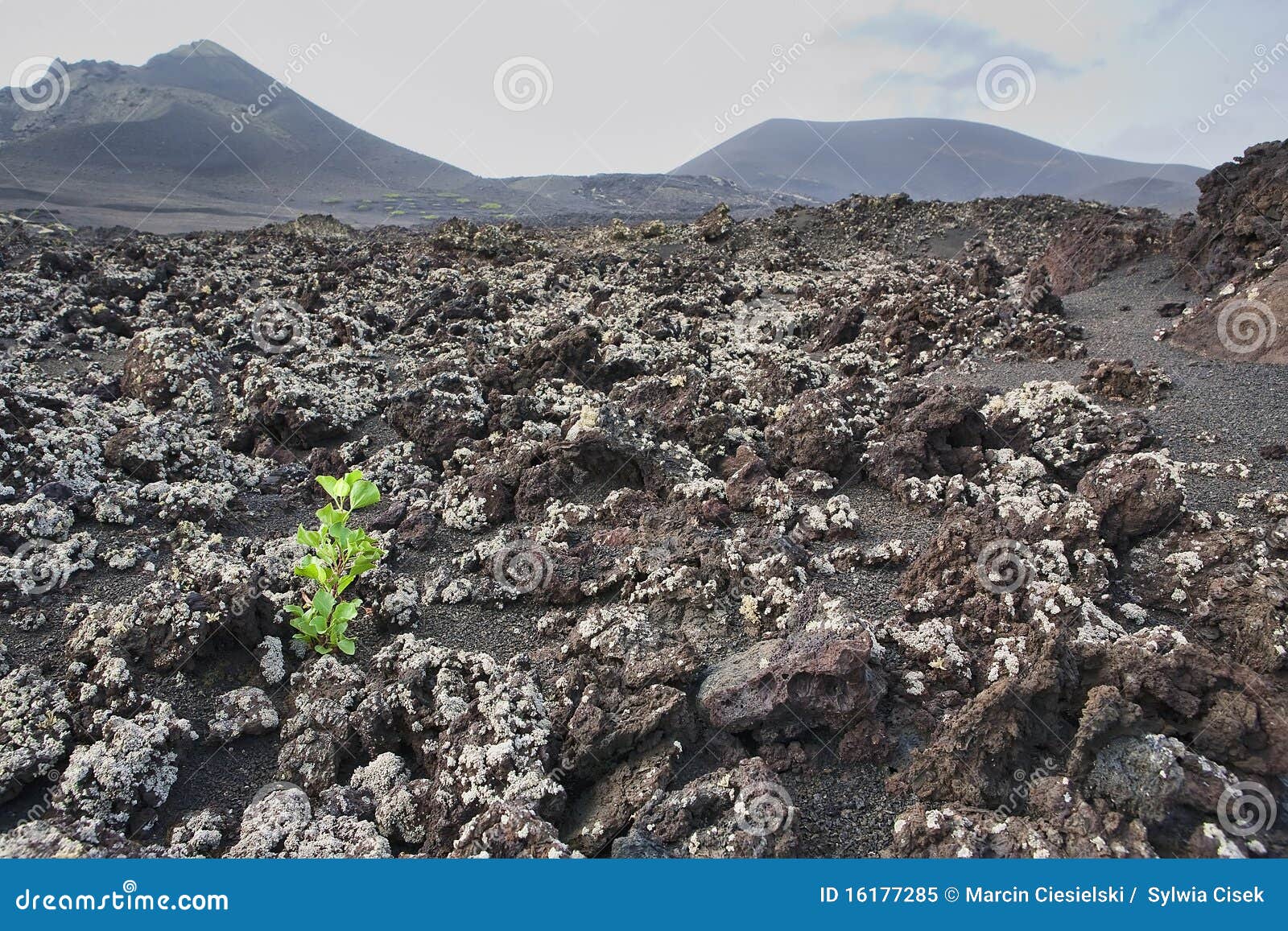 Life prevails stock image. Image of environment, green - 16177285