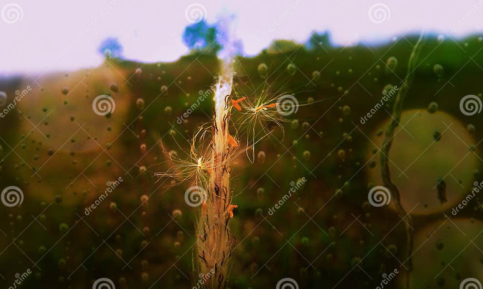 Life after rain stock photo. Image of green, light, yellow - 228155546