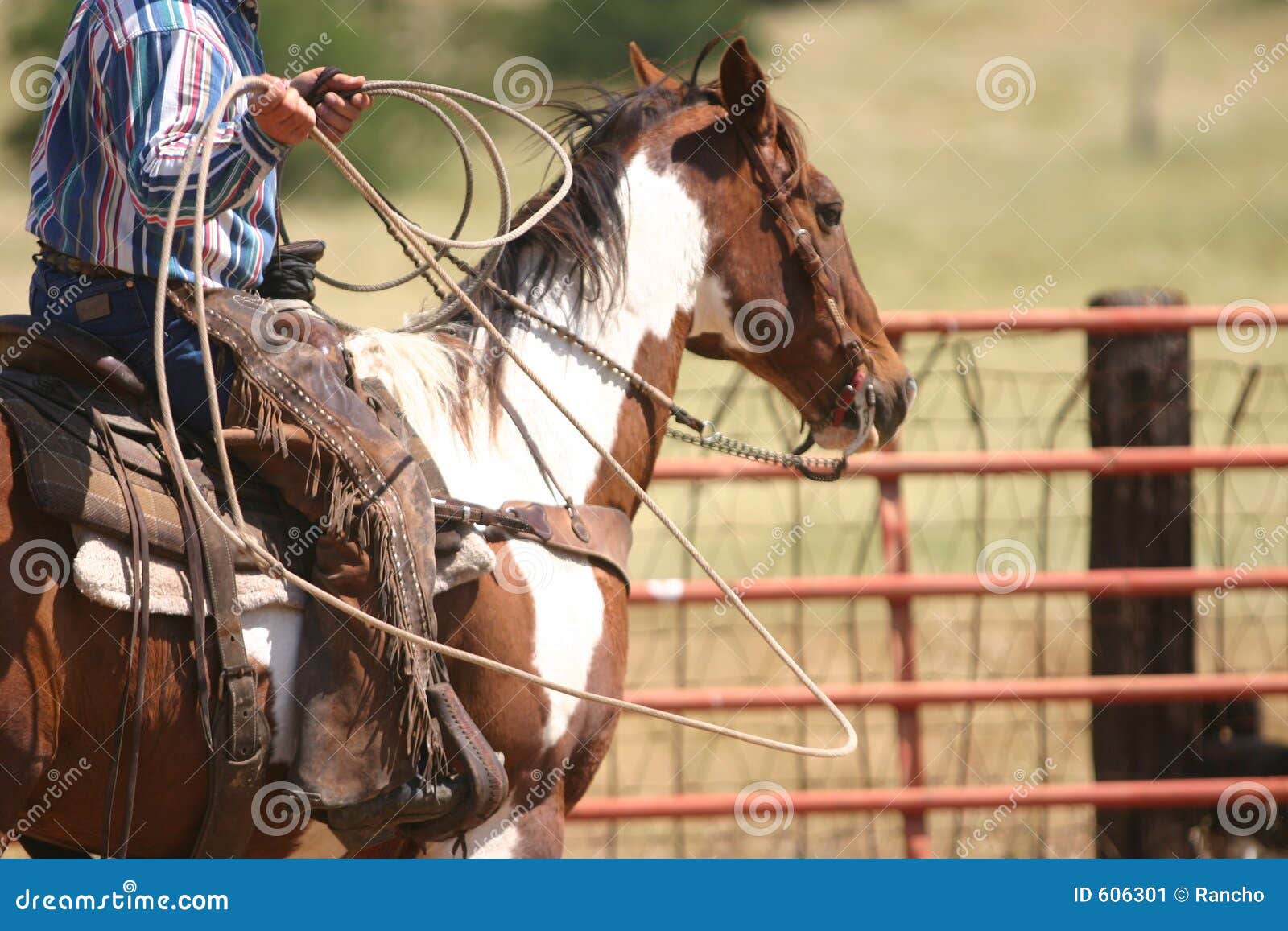 Life on the ranch stock image. Image of tough, roping, bridle - 606301