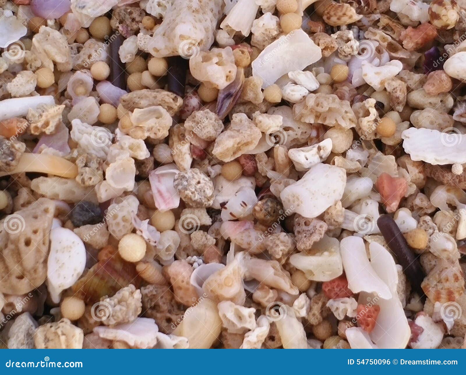 Life real sand stock photo. Image of coral, real, natural - 54750096