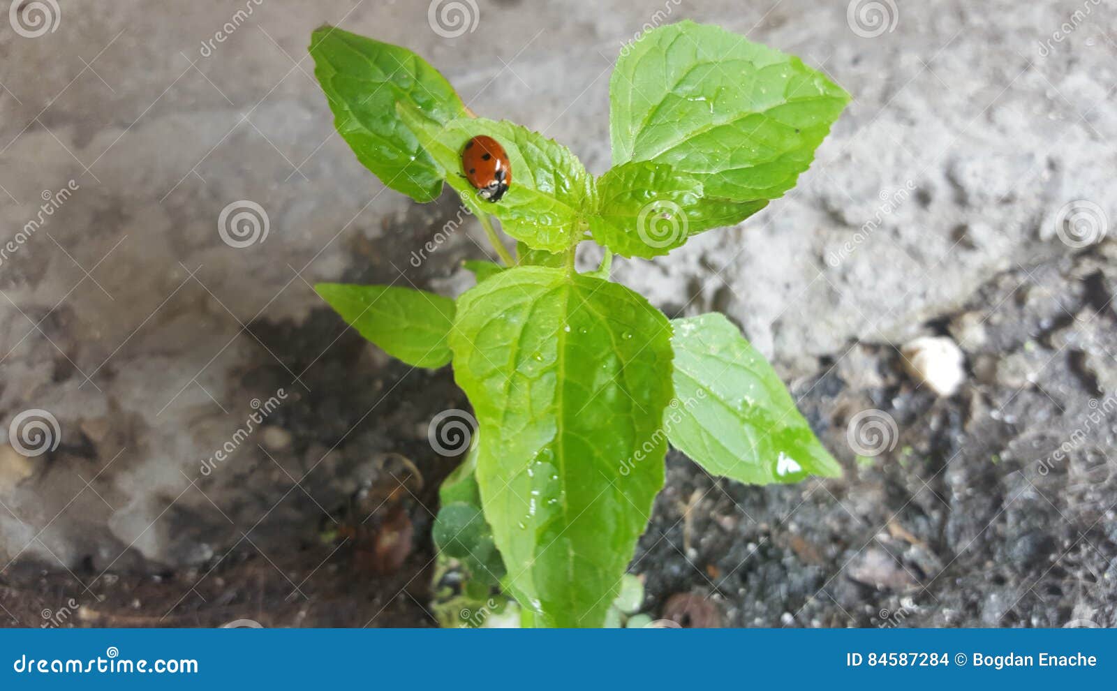 Life stock photo. Image of dots, beautiful, life, green - 84587284